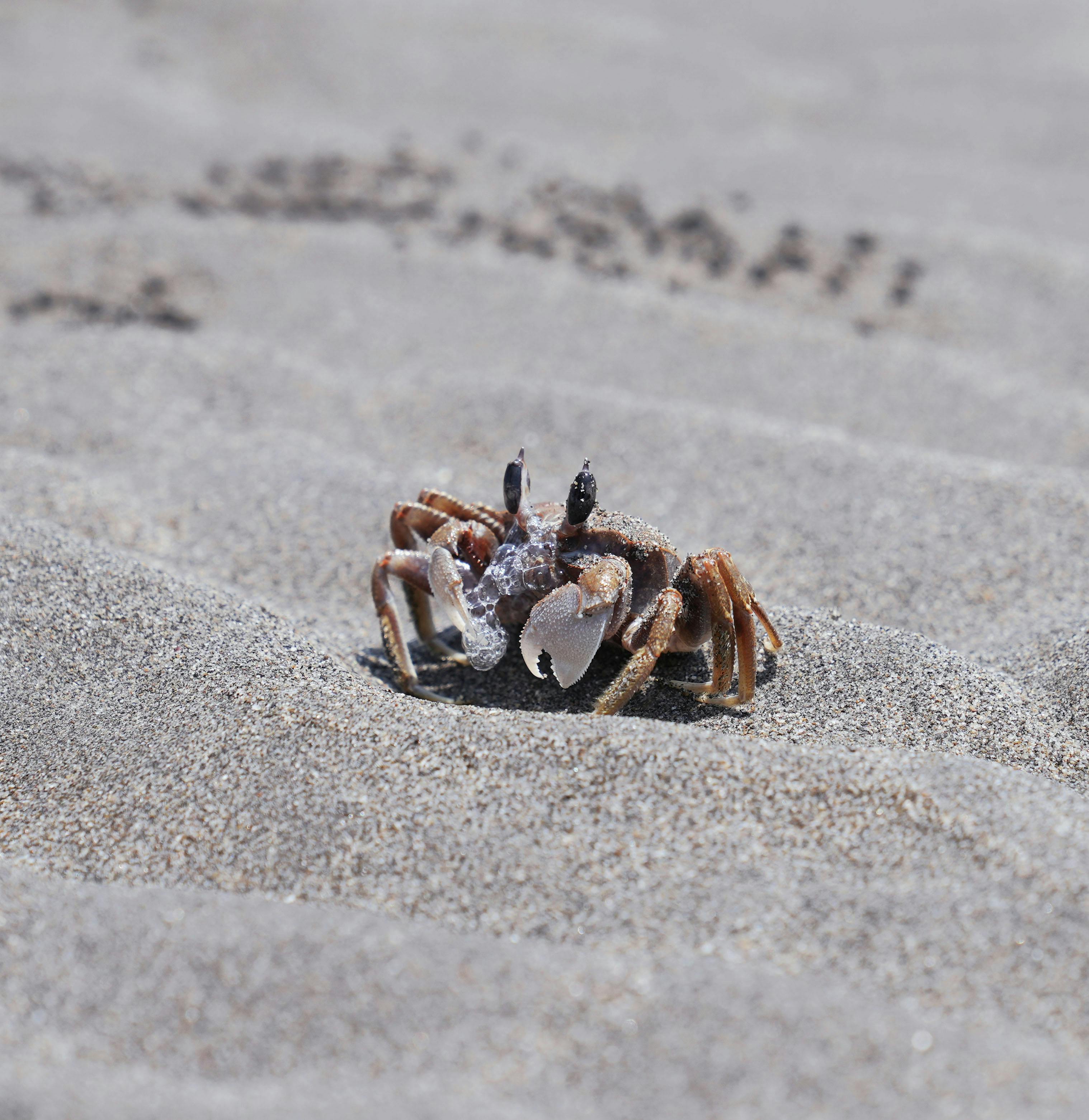 Red Crab · Free Stock Photo