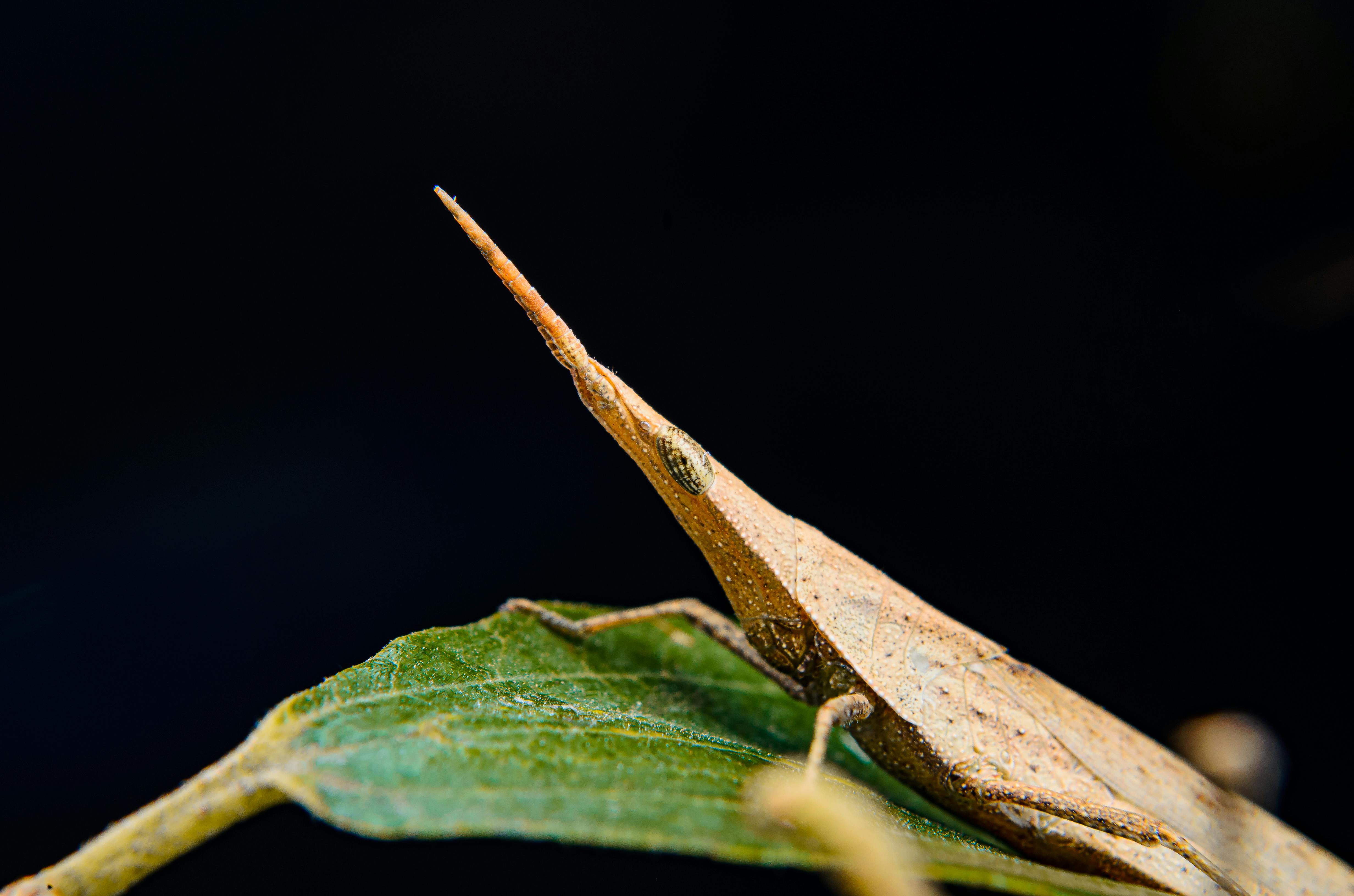Brown Insect Crawling on a Green Leaf · Free Stock Photo