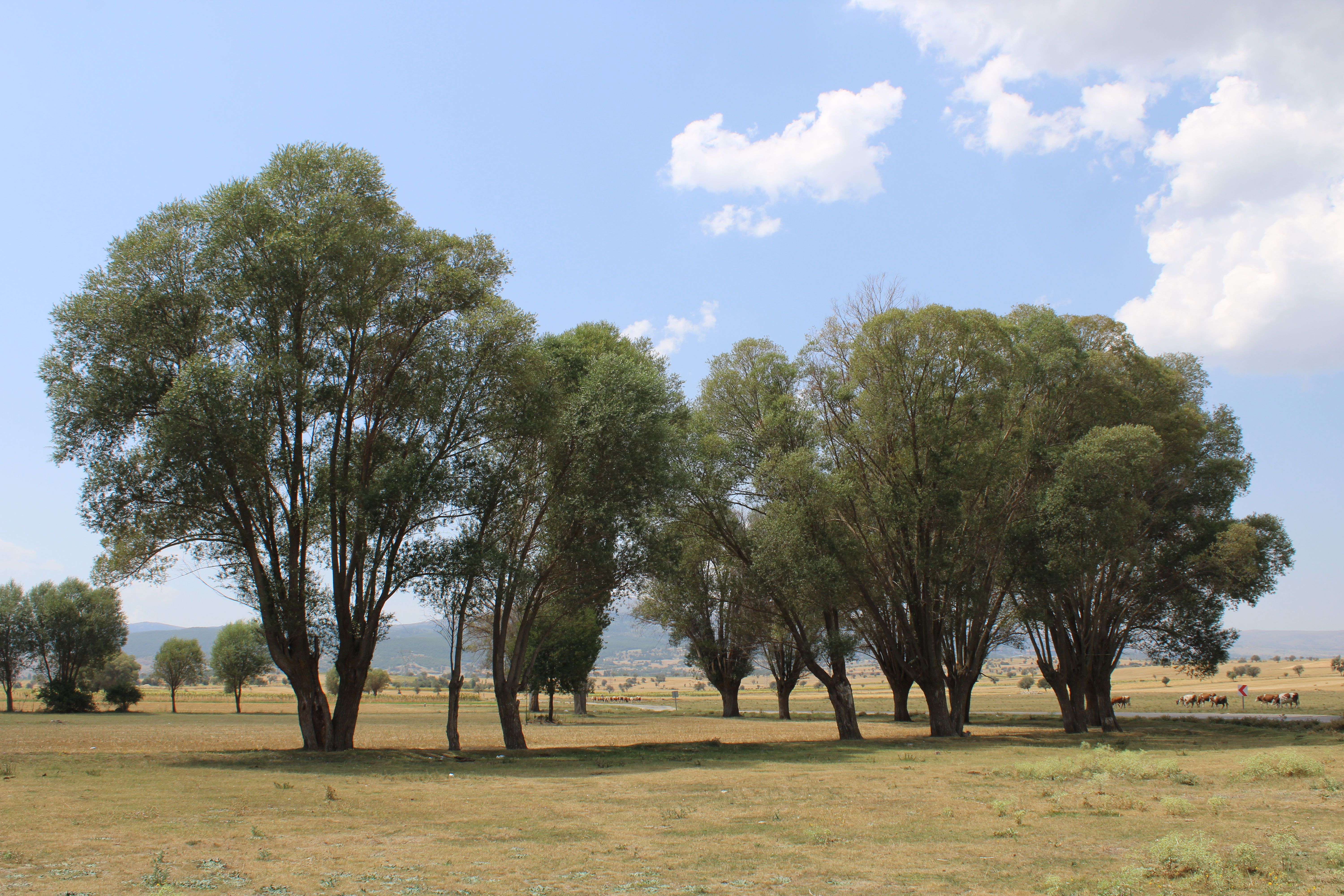 Green Trees Growing in Countryside · Free Stock Photo