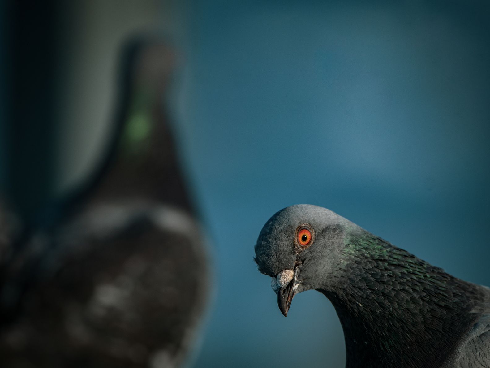 What is a messenger pigeon and its historical importance?