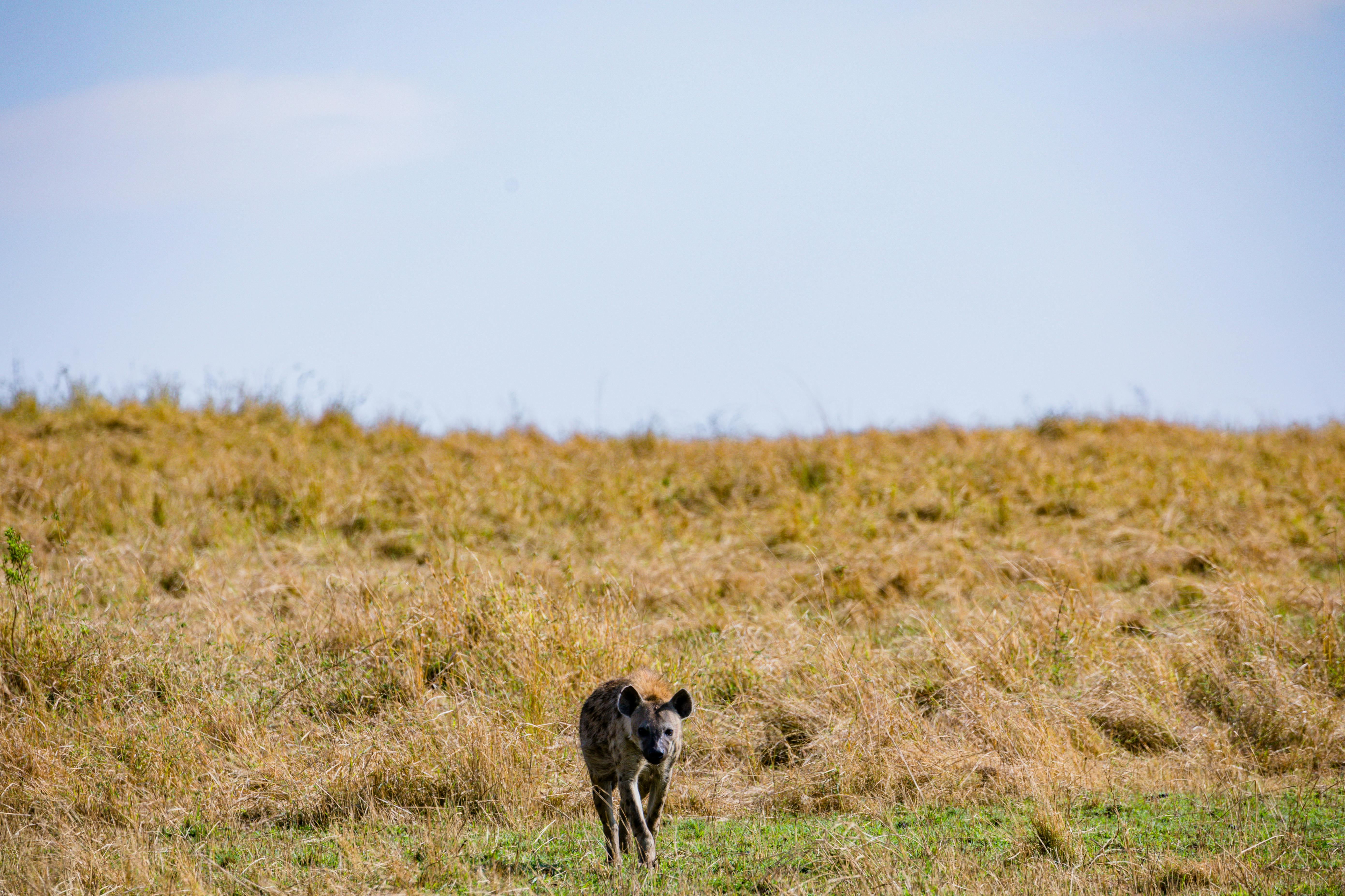 2 Hyenas on Grass Land during Daytime · Free Stock Photo