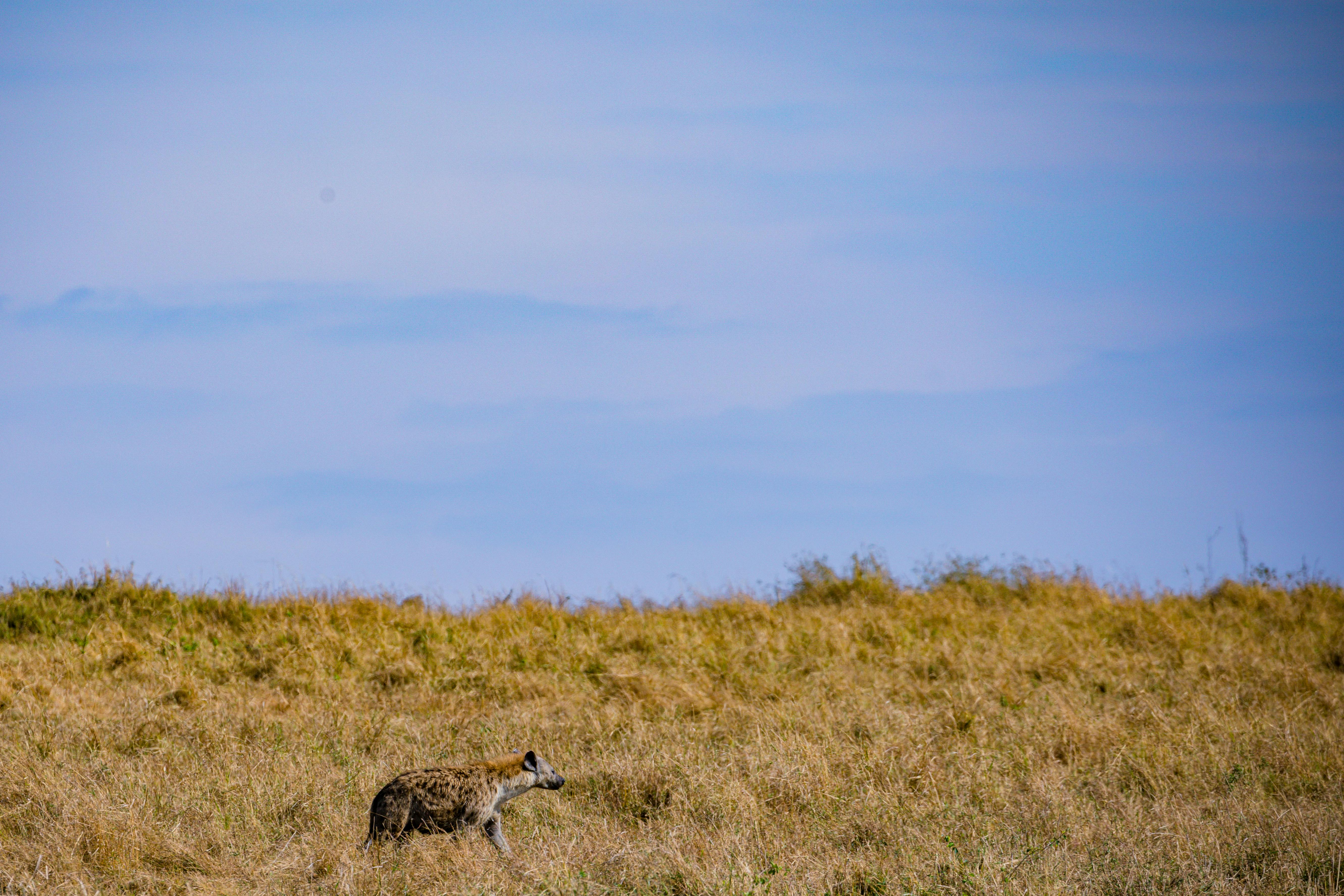 2 Hyenas on Grass Land during Daytime · Free Stock Photo
