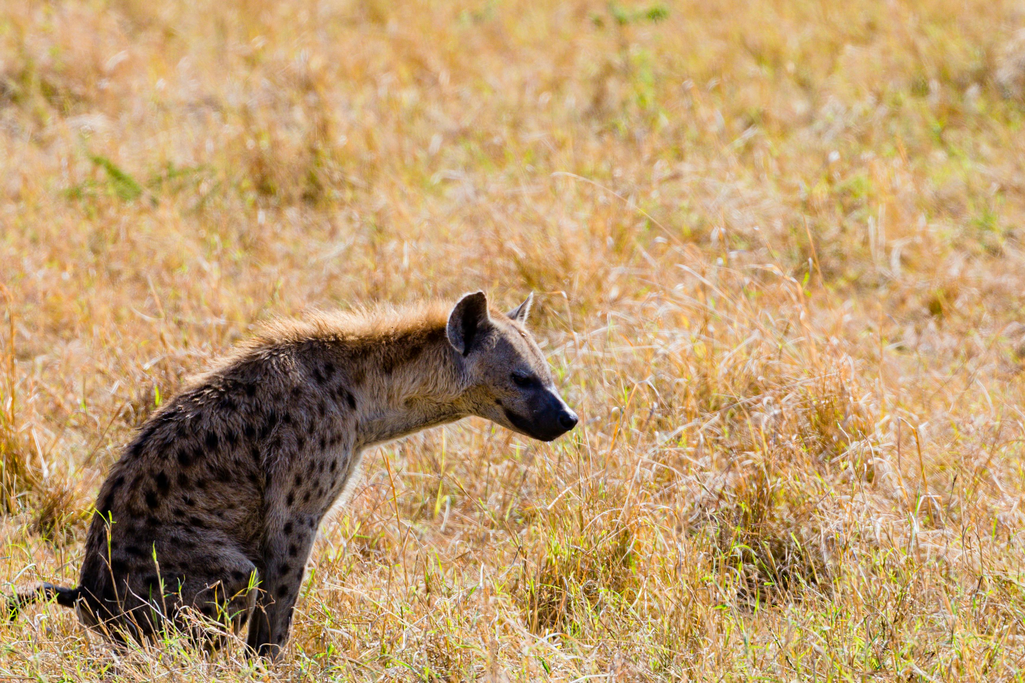 2 Hyenas on Grass Land during Daytime · Free Stock Photo