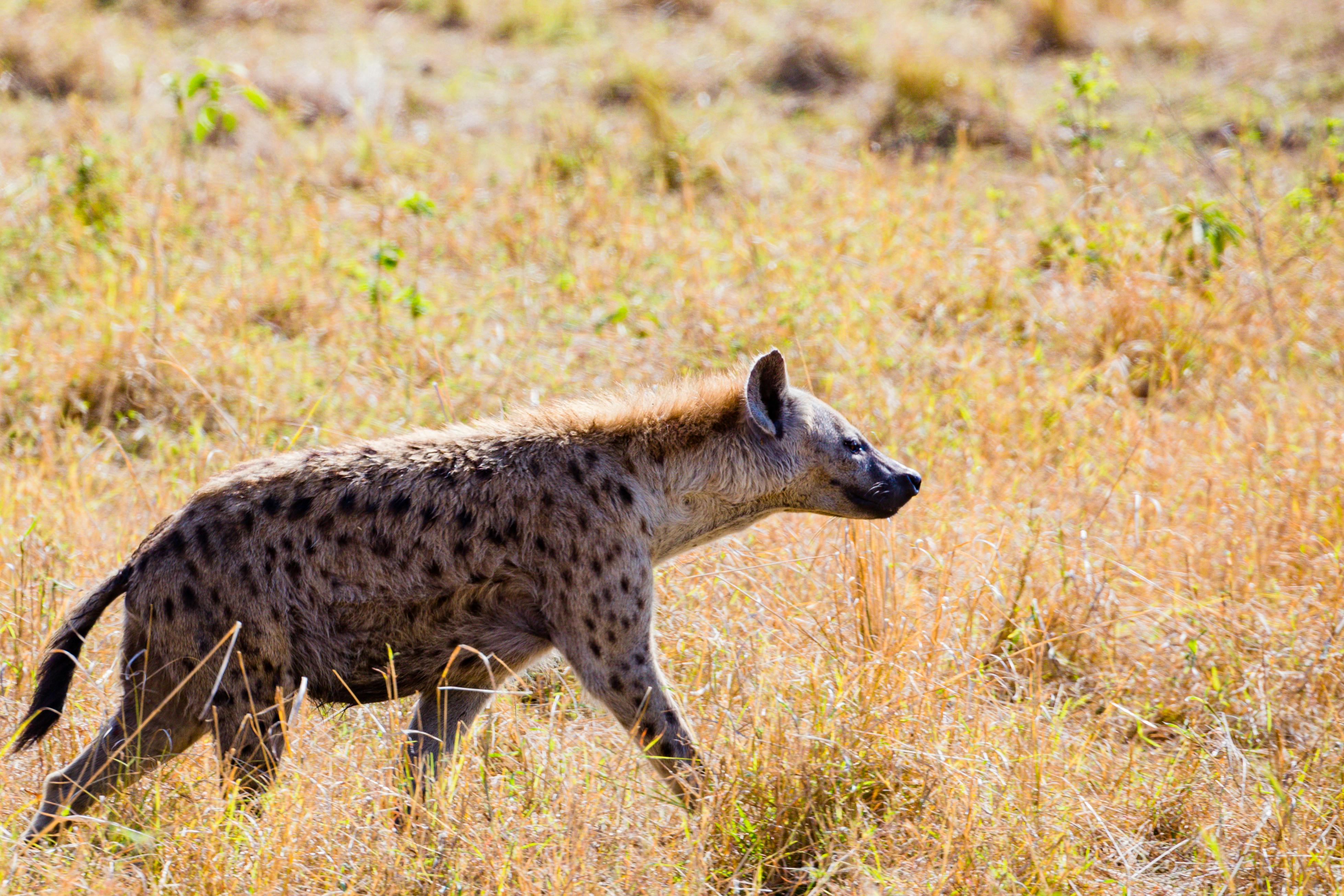 2 Hyenas on Grass Land during Daytime · Free Stock Photo