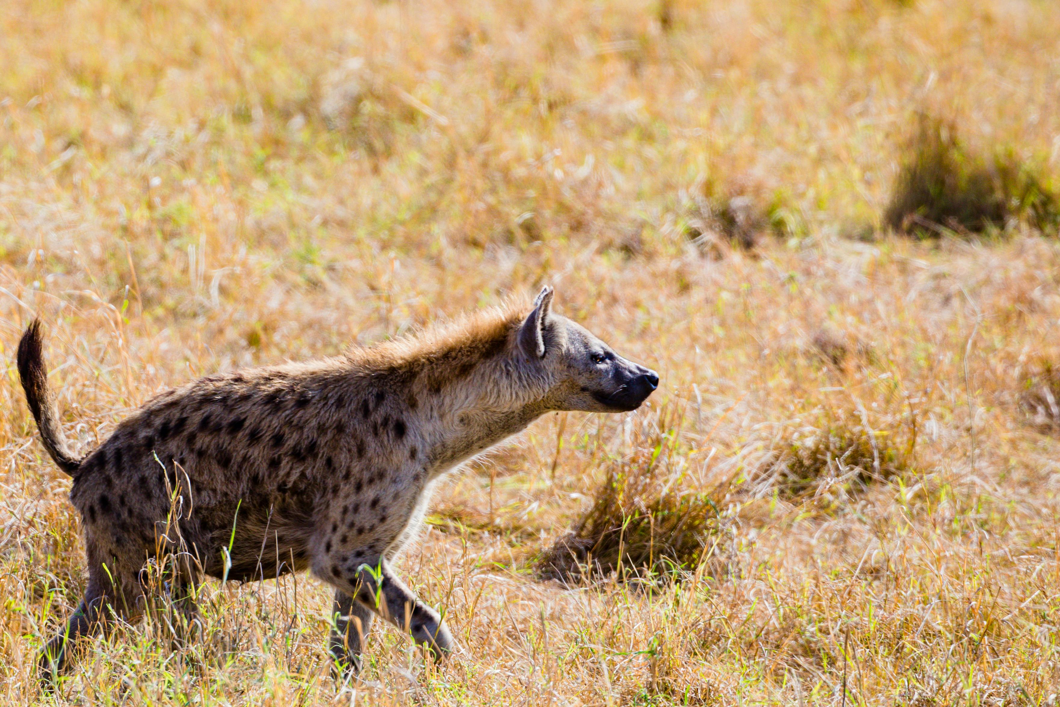Spotted Hyena in Savannah · Free Stock Photo