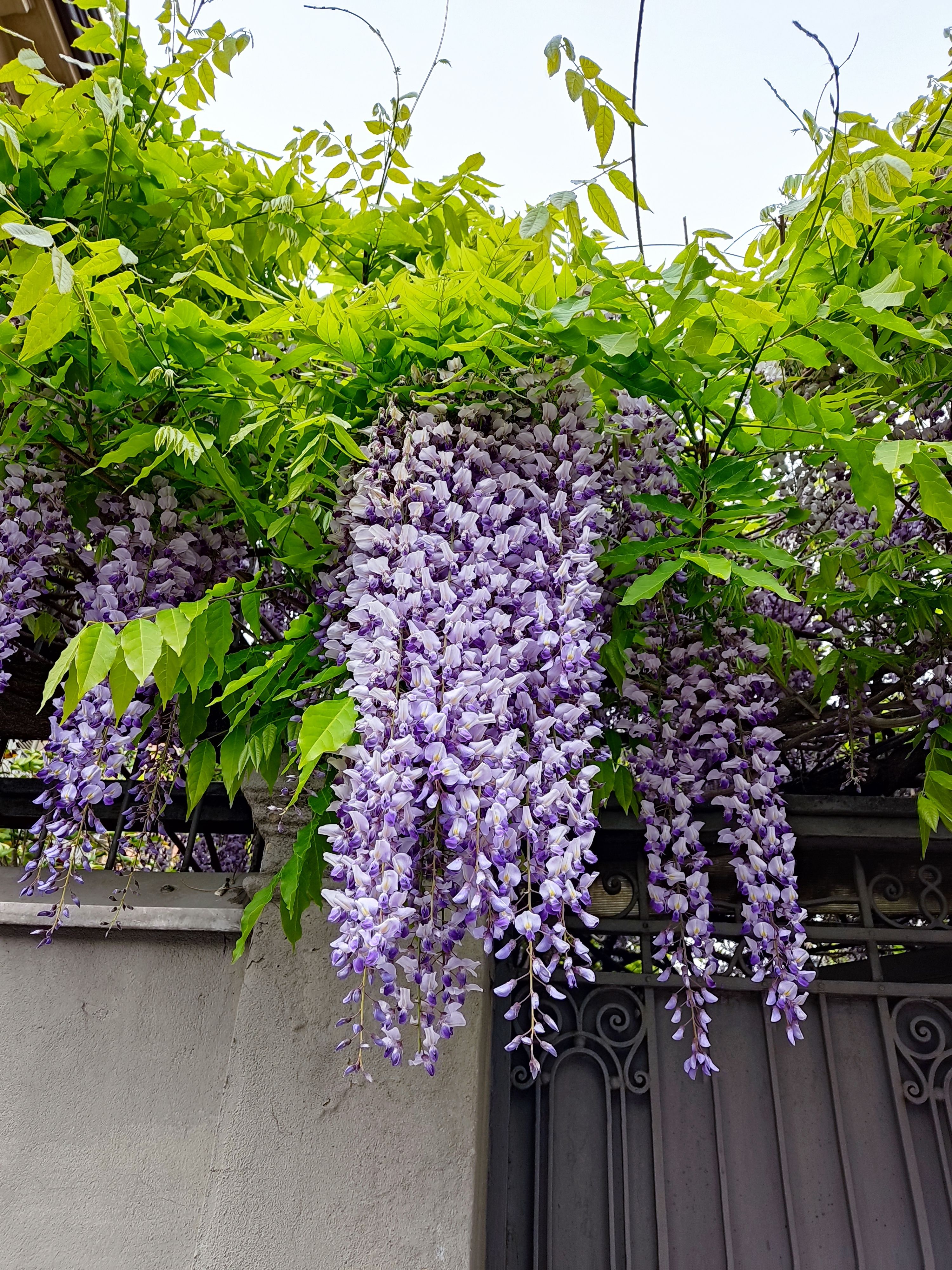 Hanging Purple Chinese Wisteria Flowers · Free Stock Photo