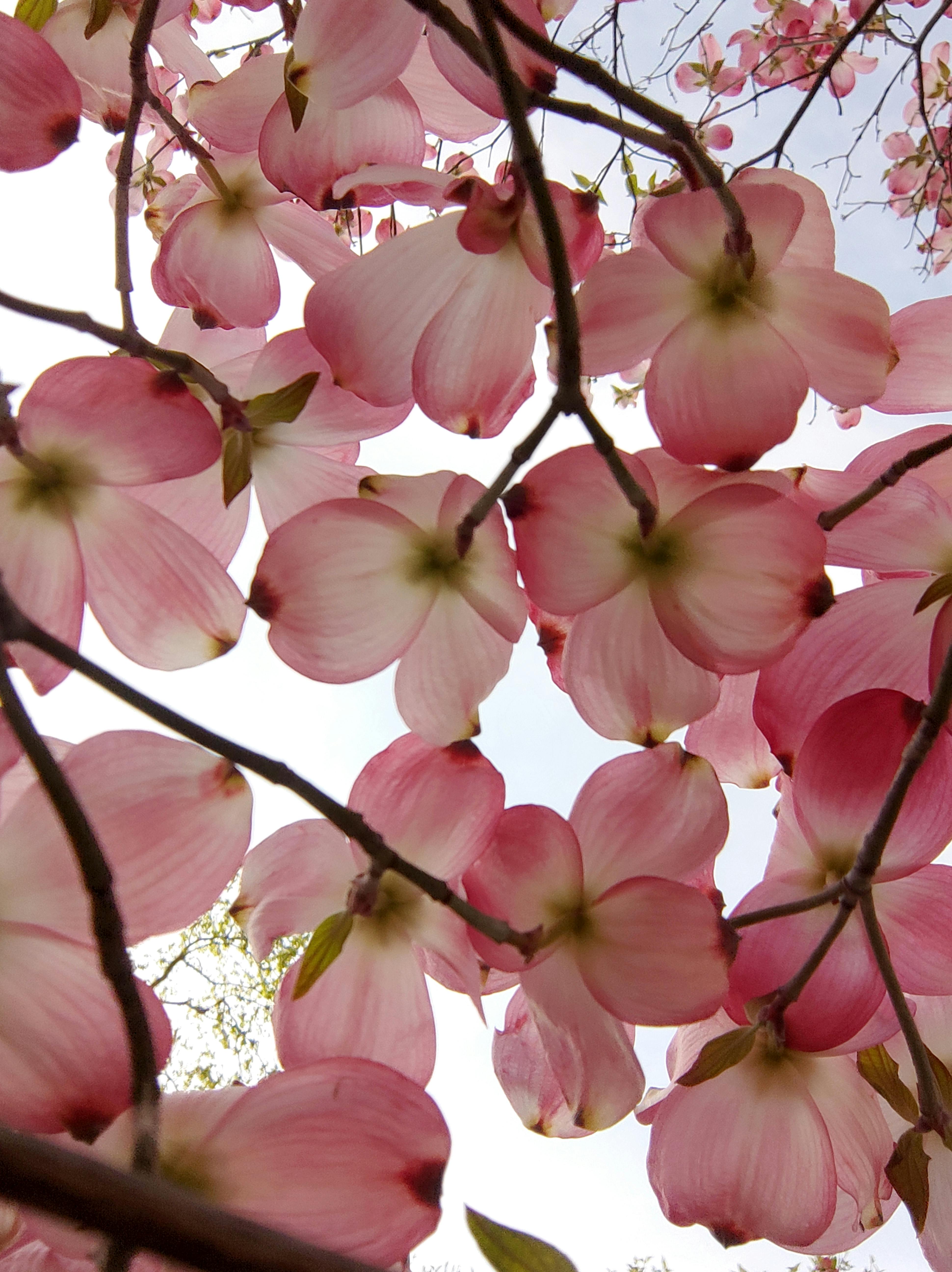 Dogwood Photos, Download The BEST Free Dogwood Stock Photos & HD Images