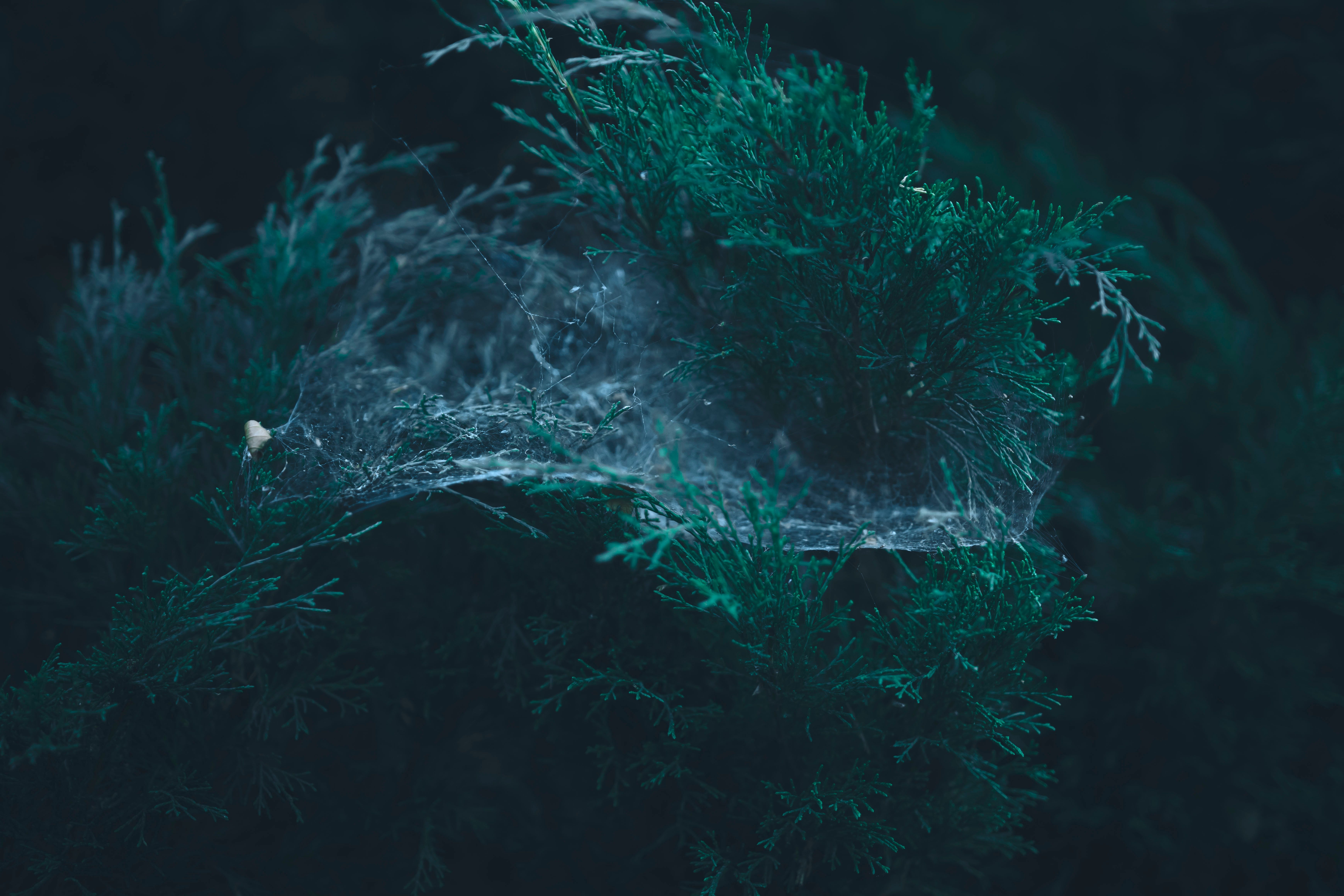 Dark Spider Webs Photos, Download The BEST Free Dark Spider Webs Stock ...
