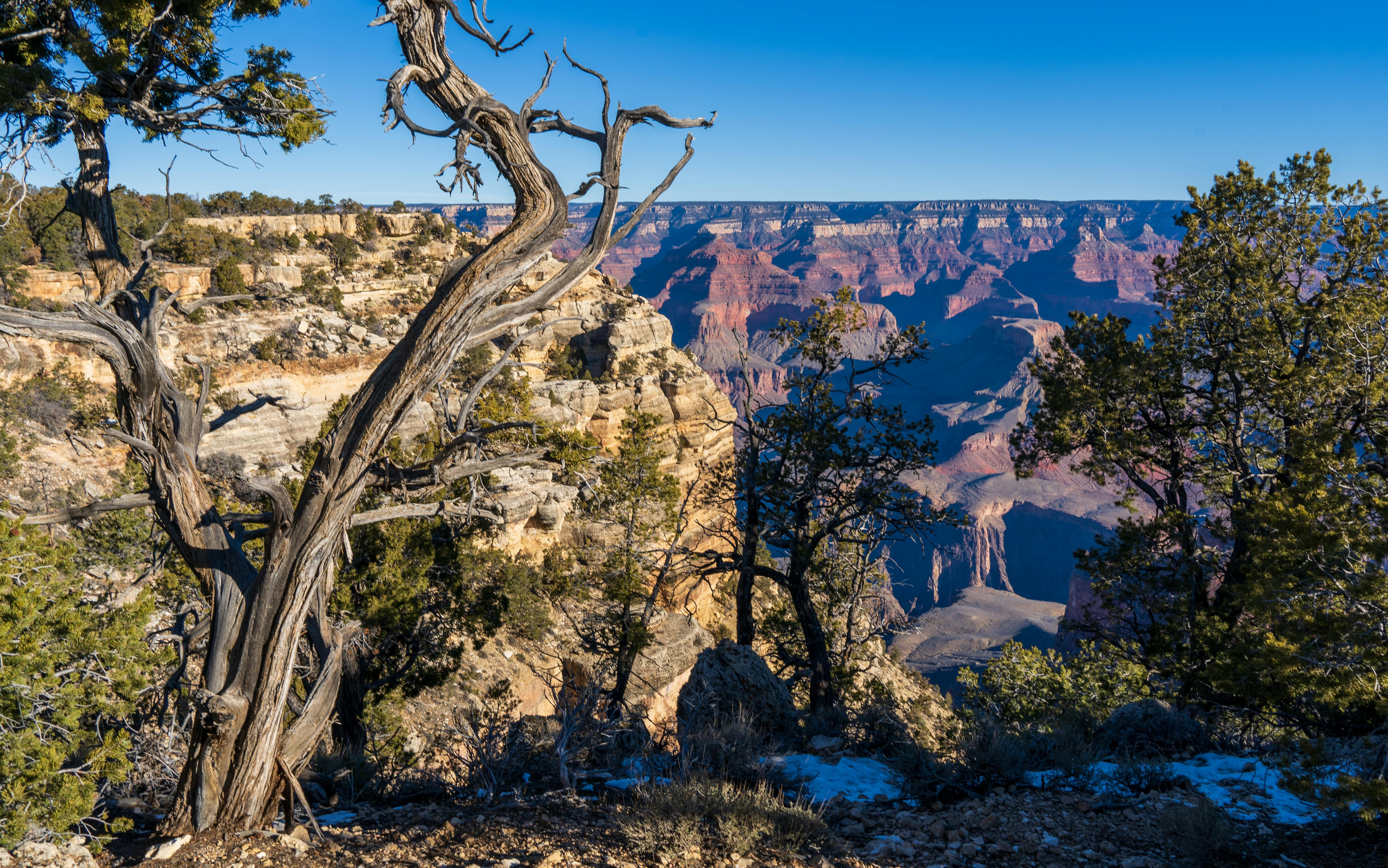 Trees on Cliff · Free Stock Photo