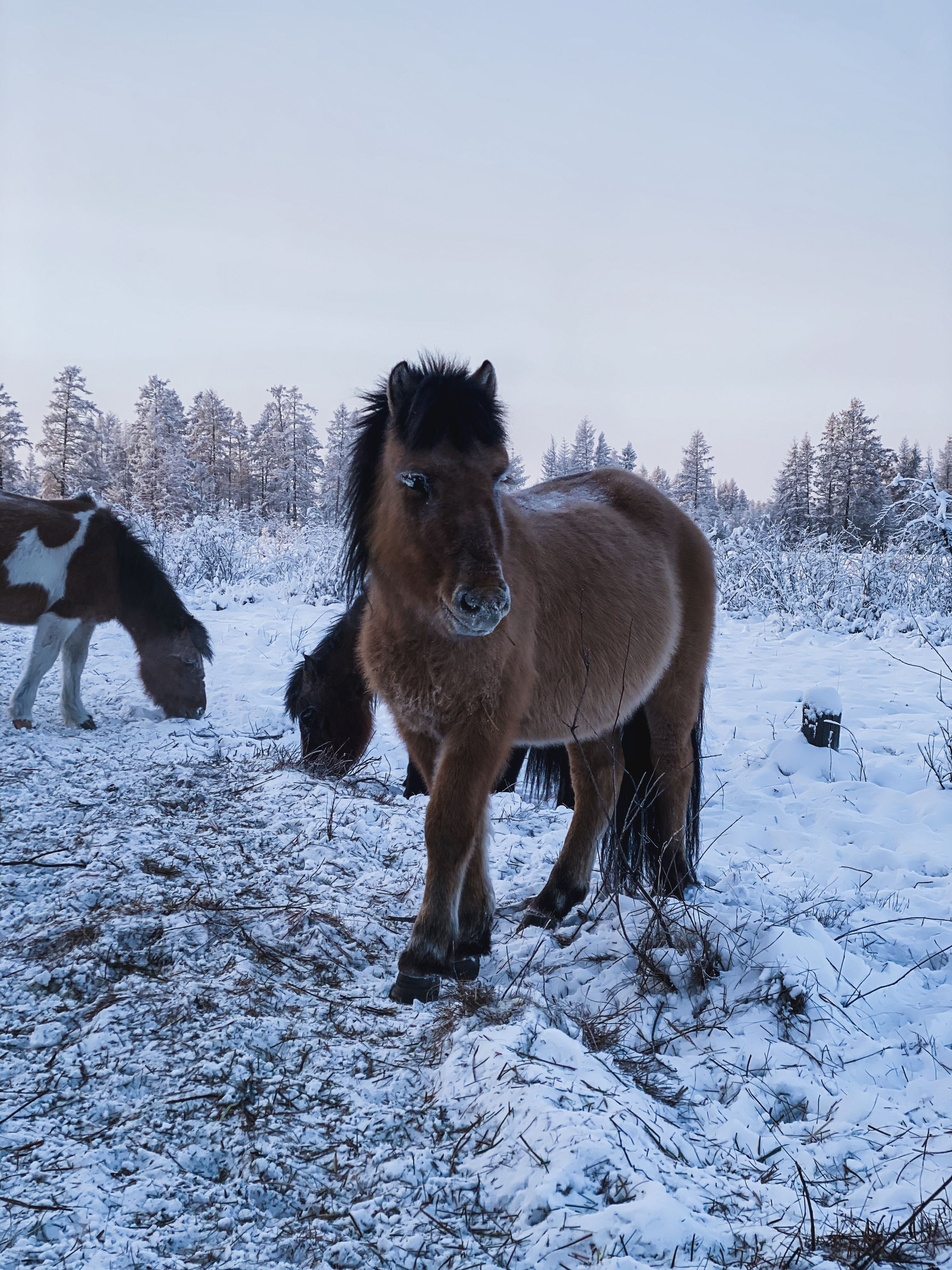 Winter Horses Wallpaper Free Beautiful Horse In Winter Desktop Nexus