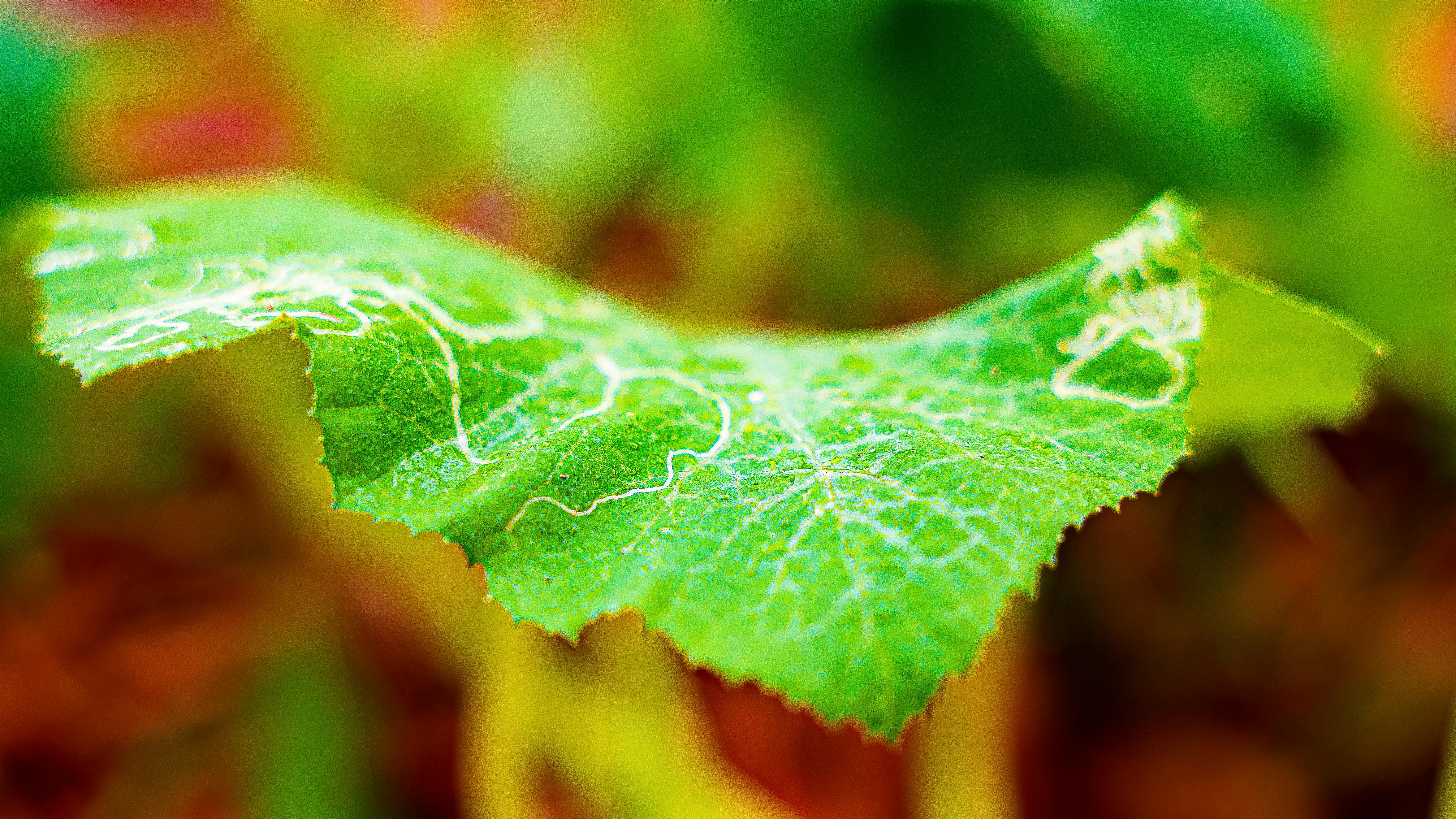 Jean Desir - Fotografía