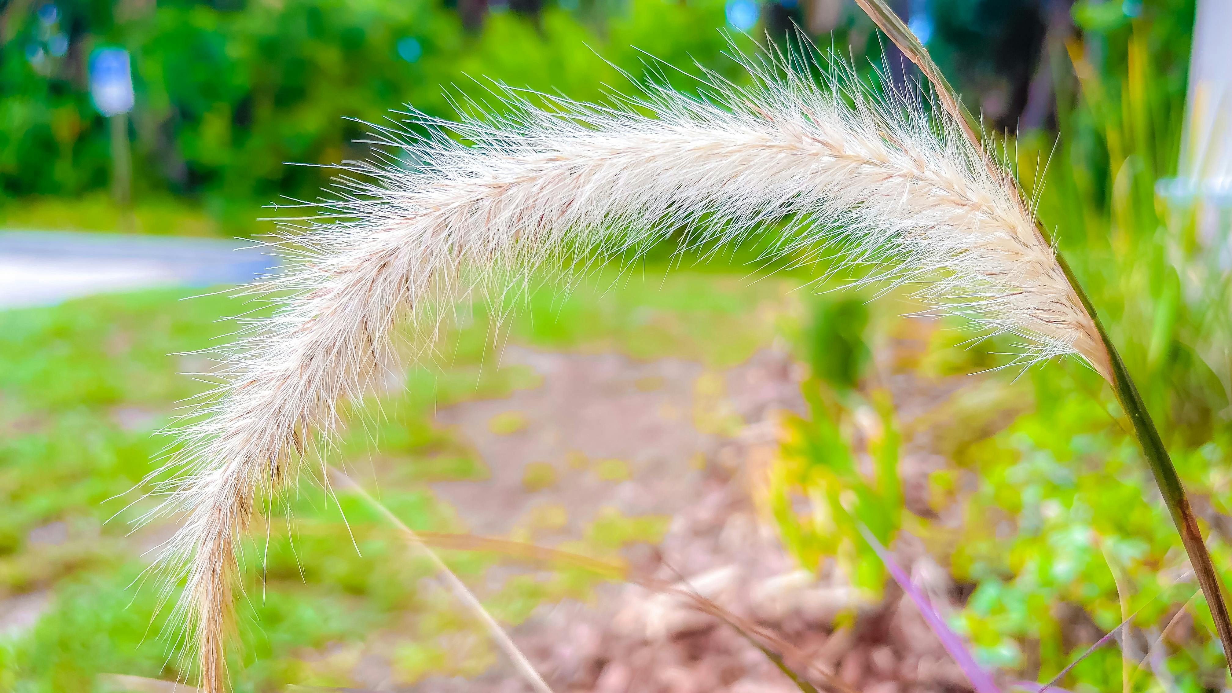 Jean Desir - Fotografía