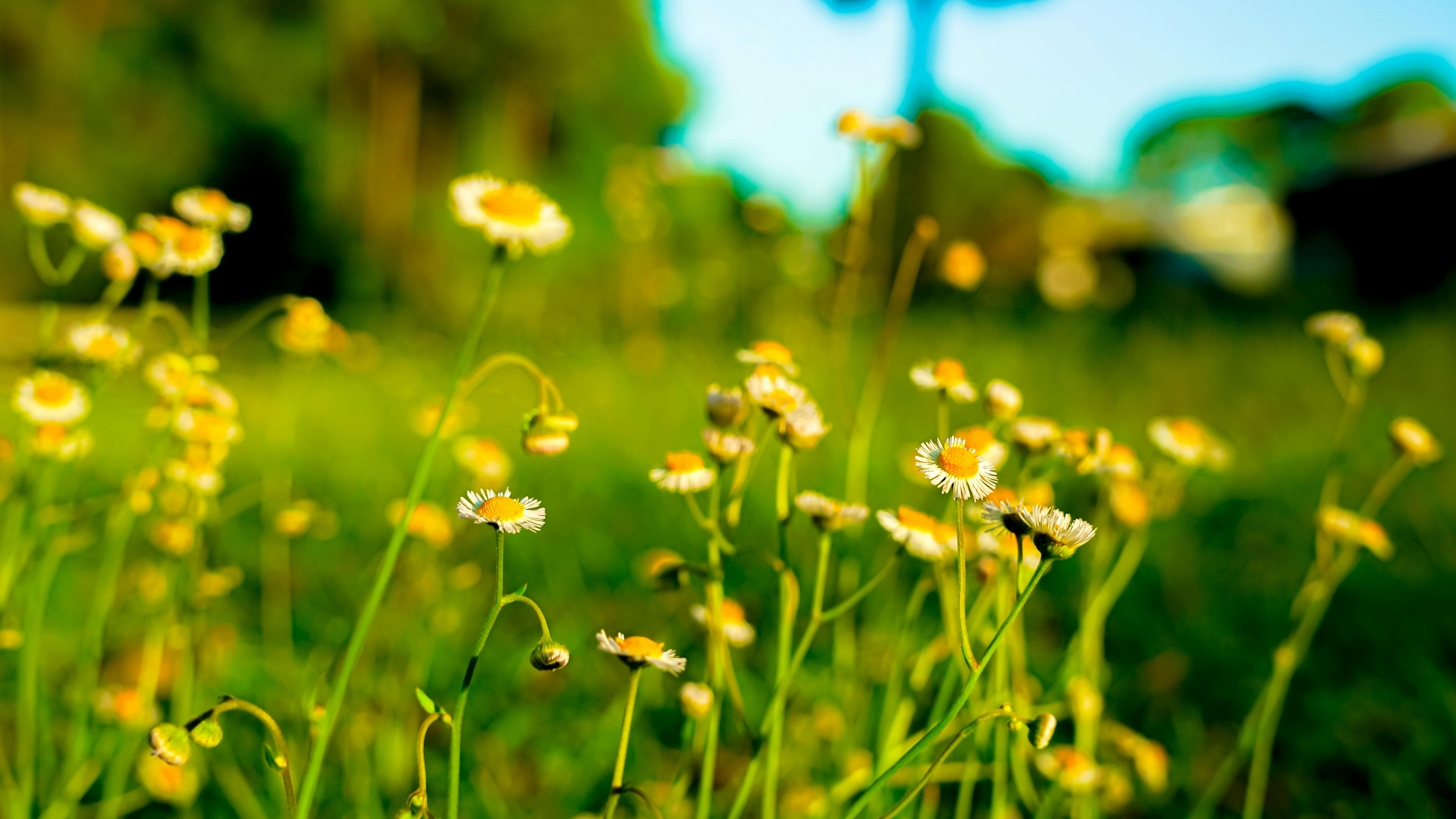 Jean Desir - Photography