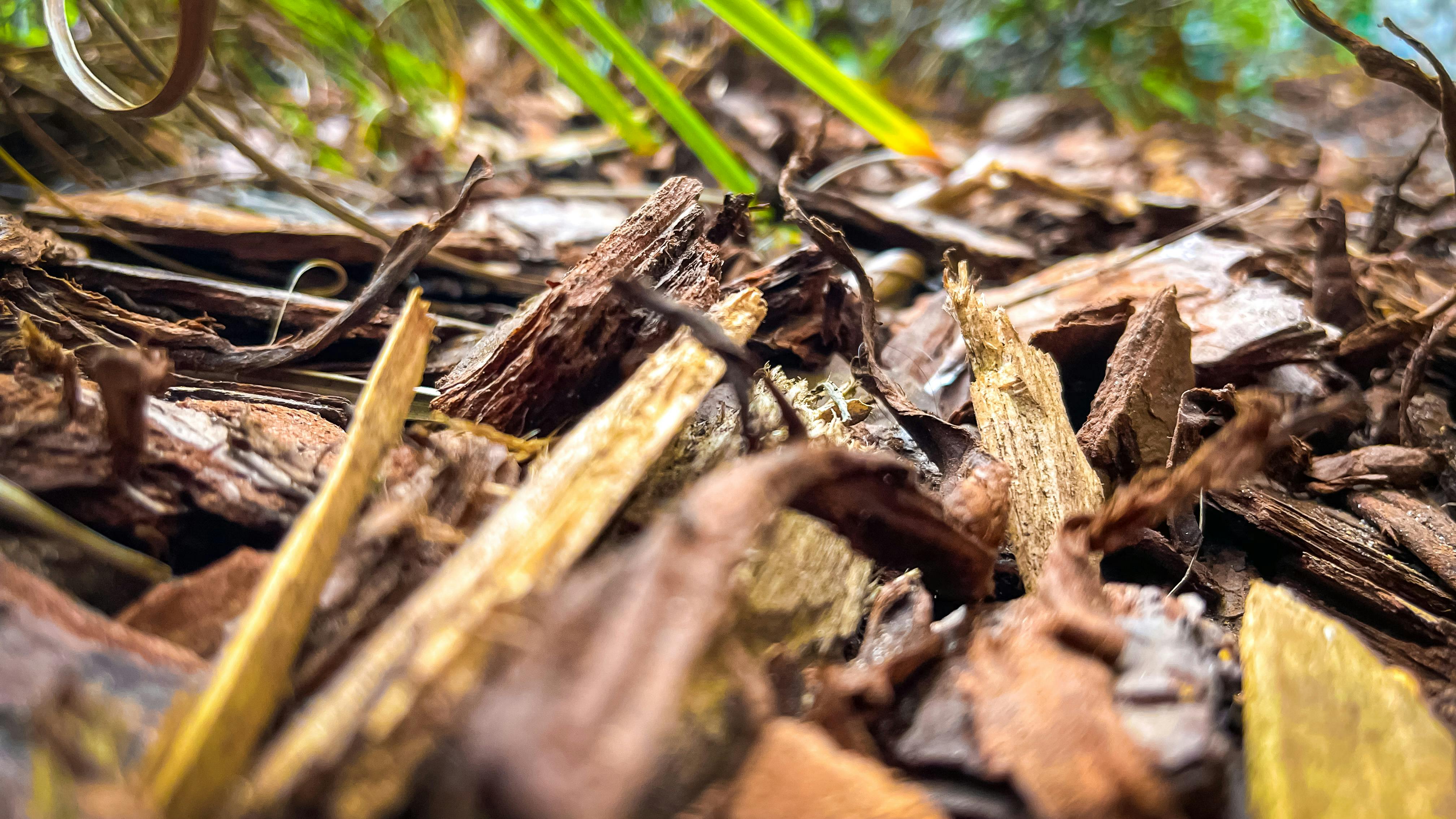 Jean Desir - Fotografía