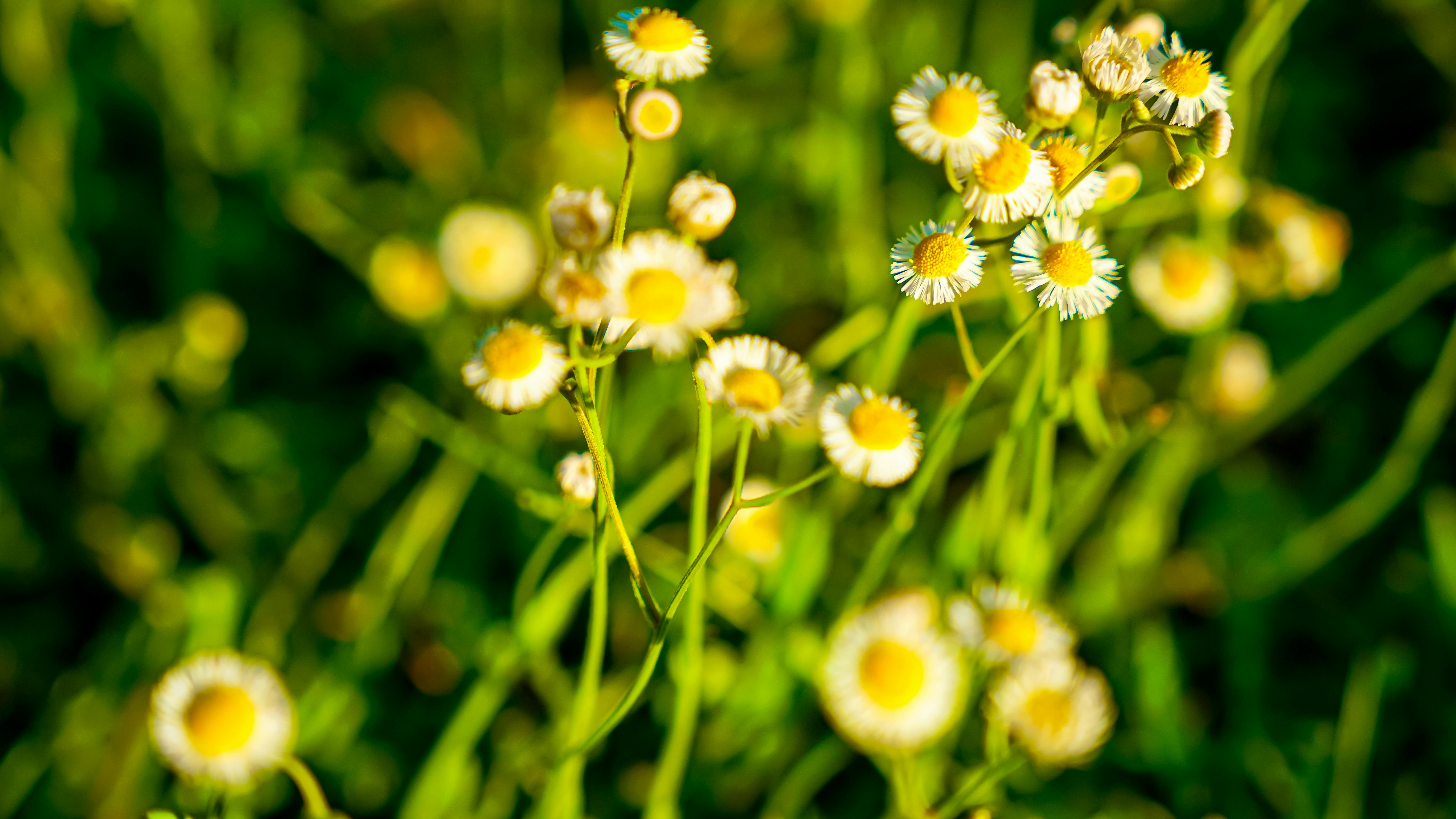 Jean Desir - Fotografía