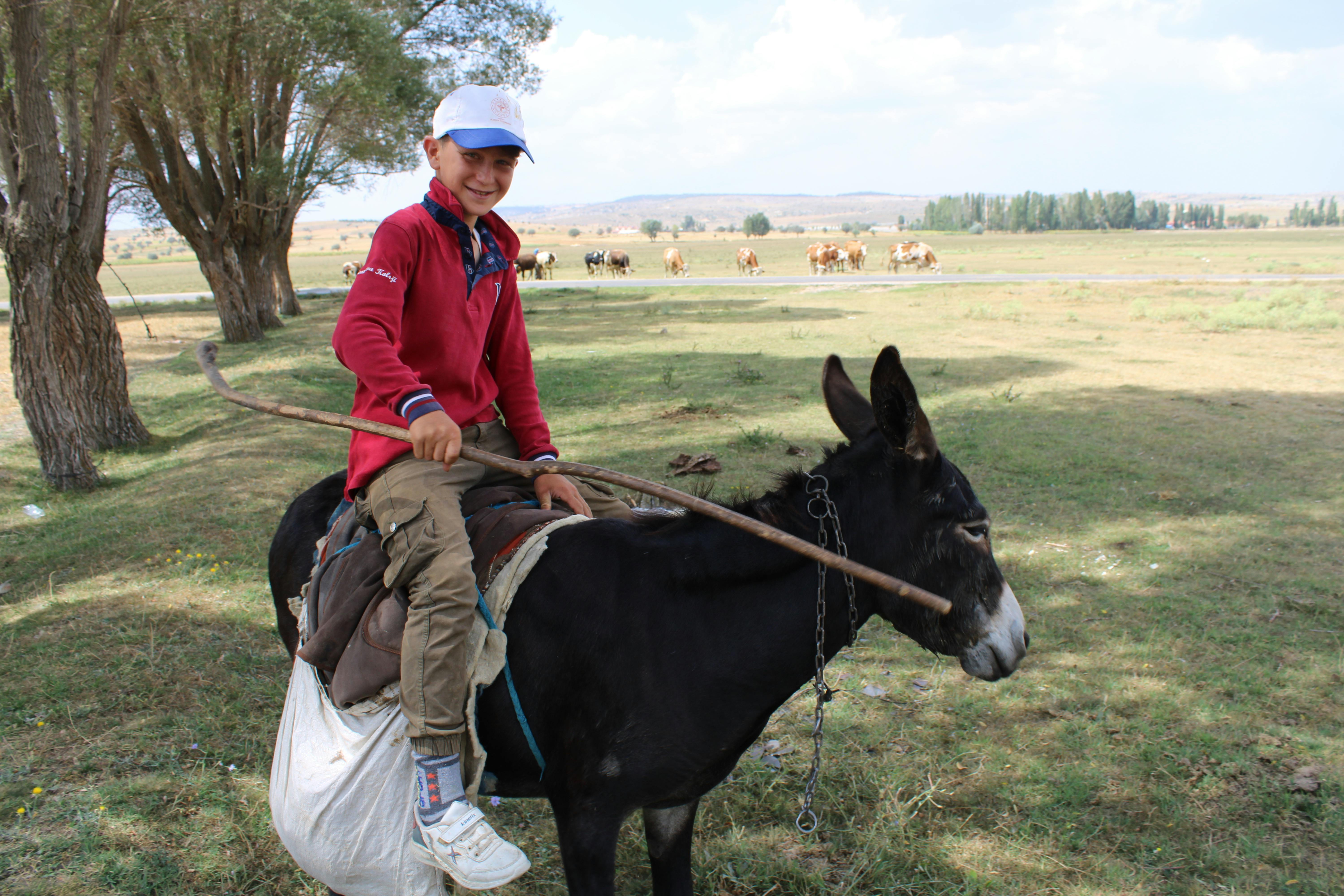 Child Riding Donkey on Forest Road · Free Stock Photo