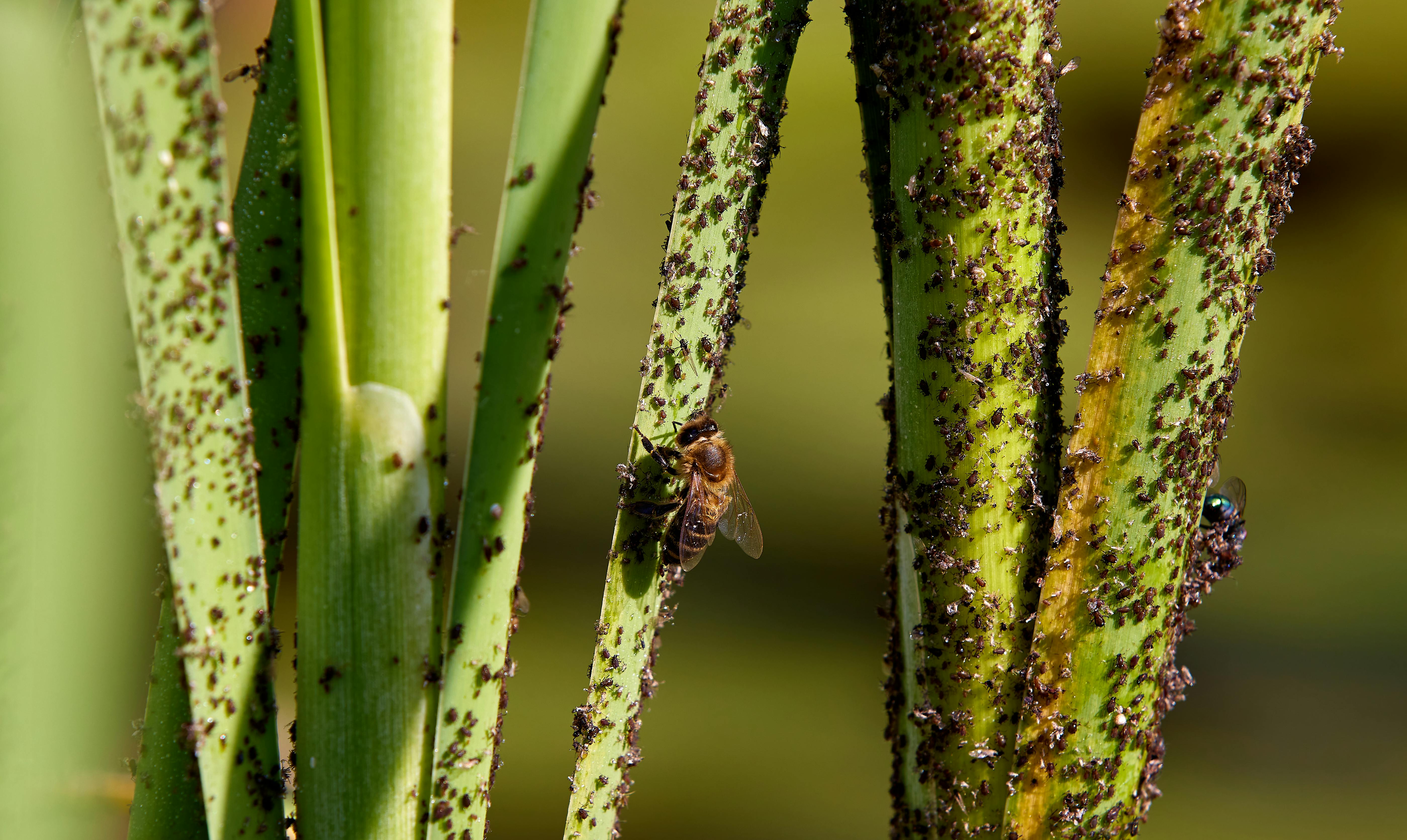 Aphids Photos, Download The BEST Free Aphids Stock Photos & HD Images