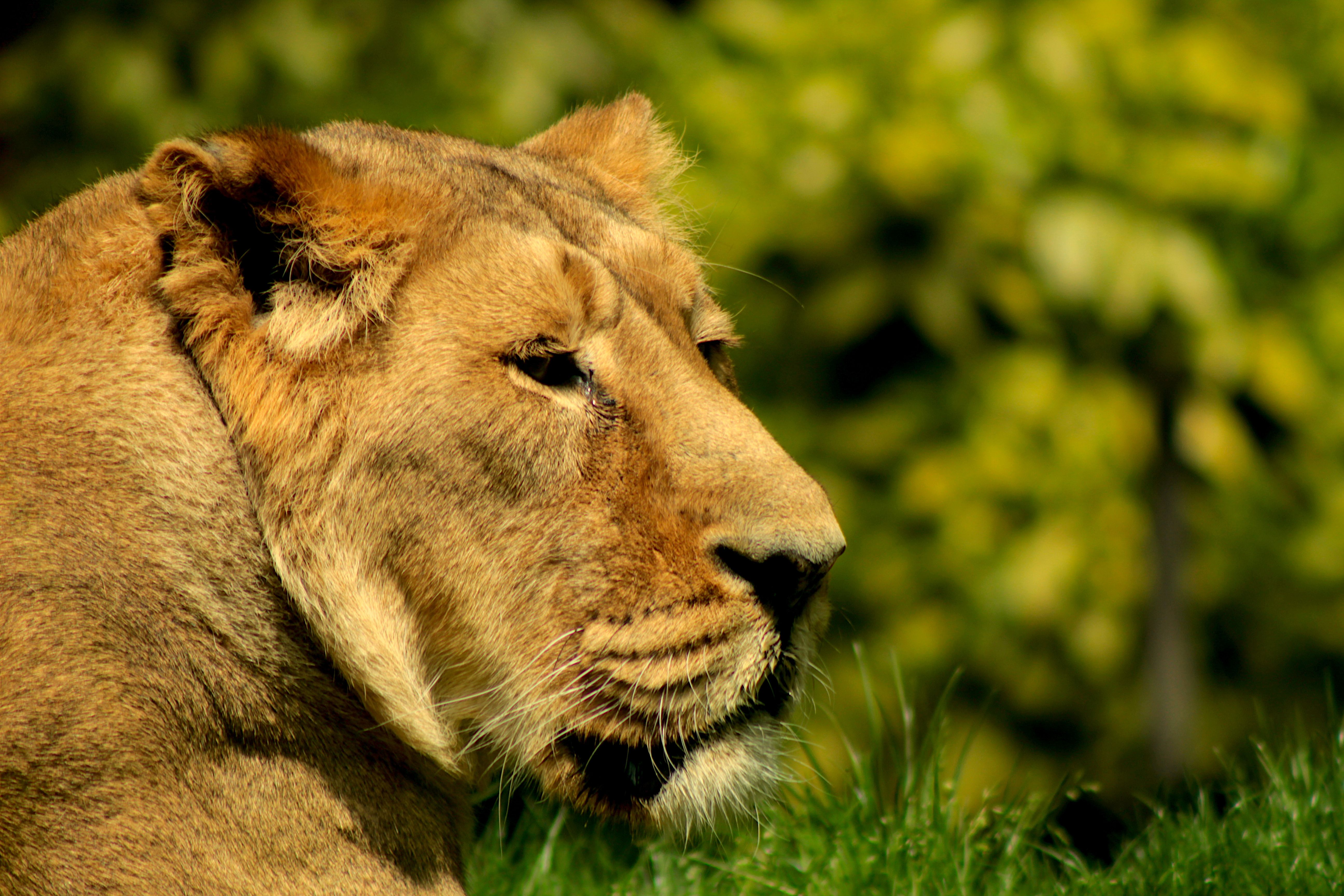 Close-Up Shot of a Lioness · Free Stock Photo