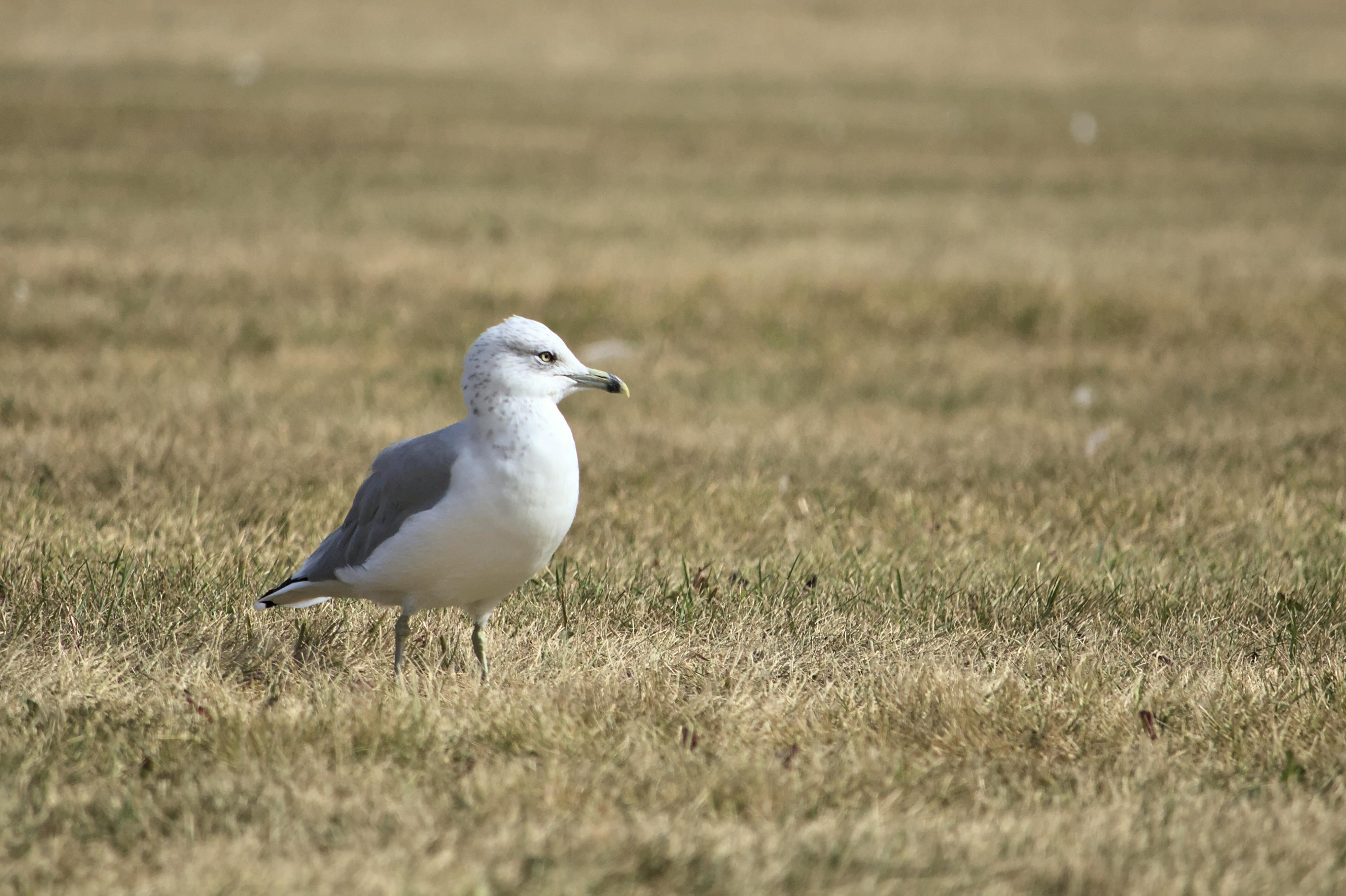 Perched Seagull · Free Stock Photo