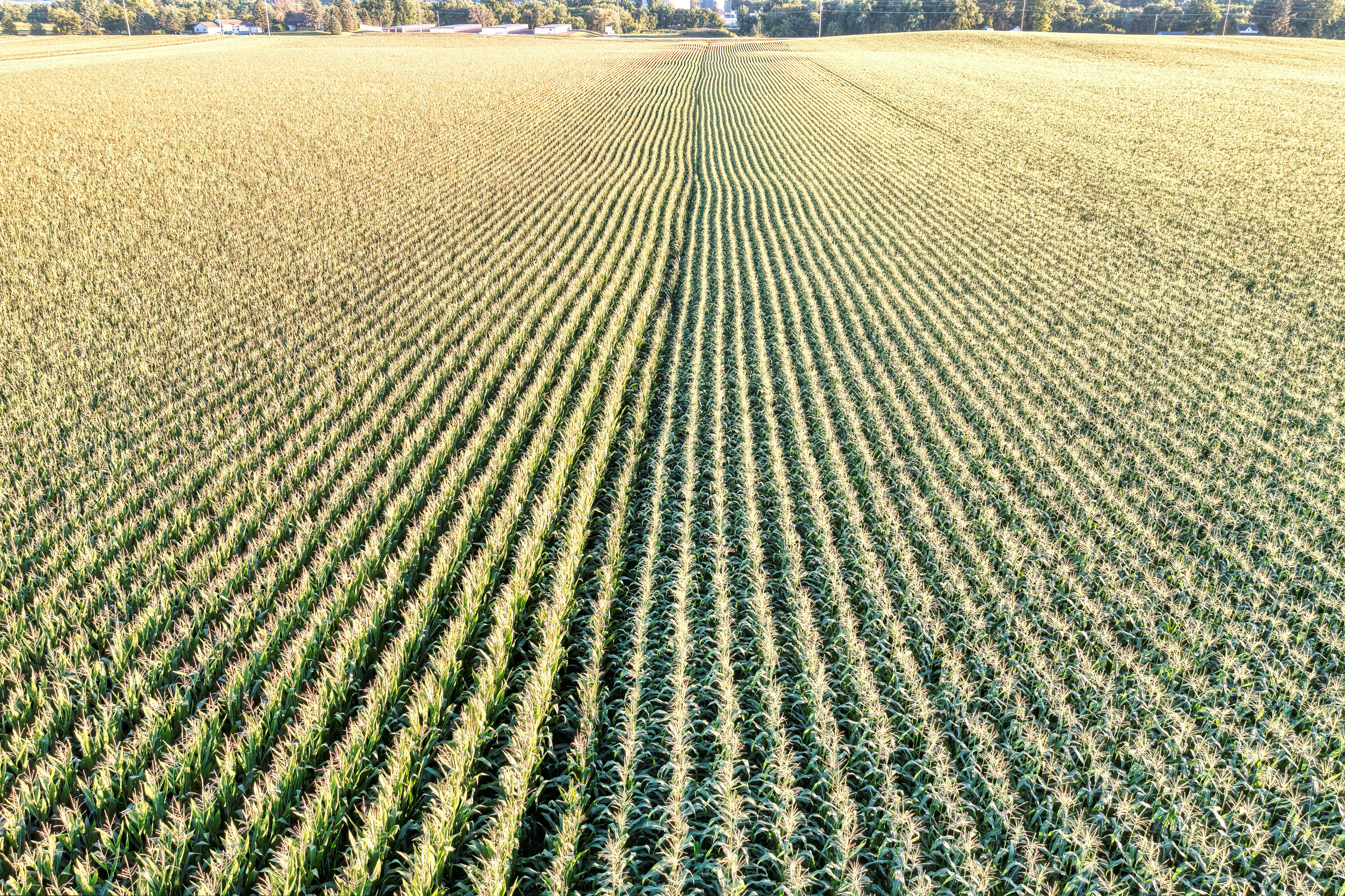A Grassy Field · Free Stock Photo