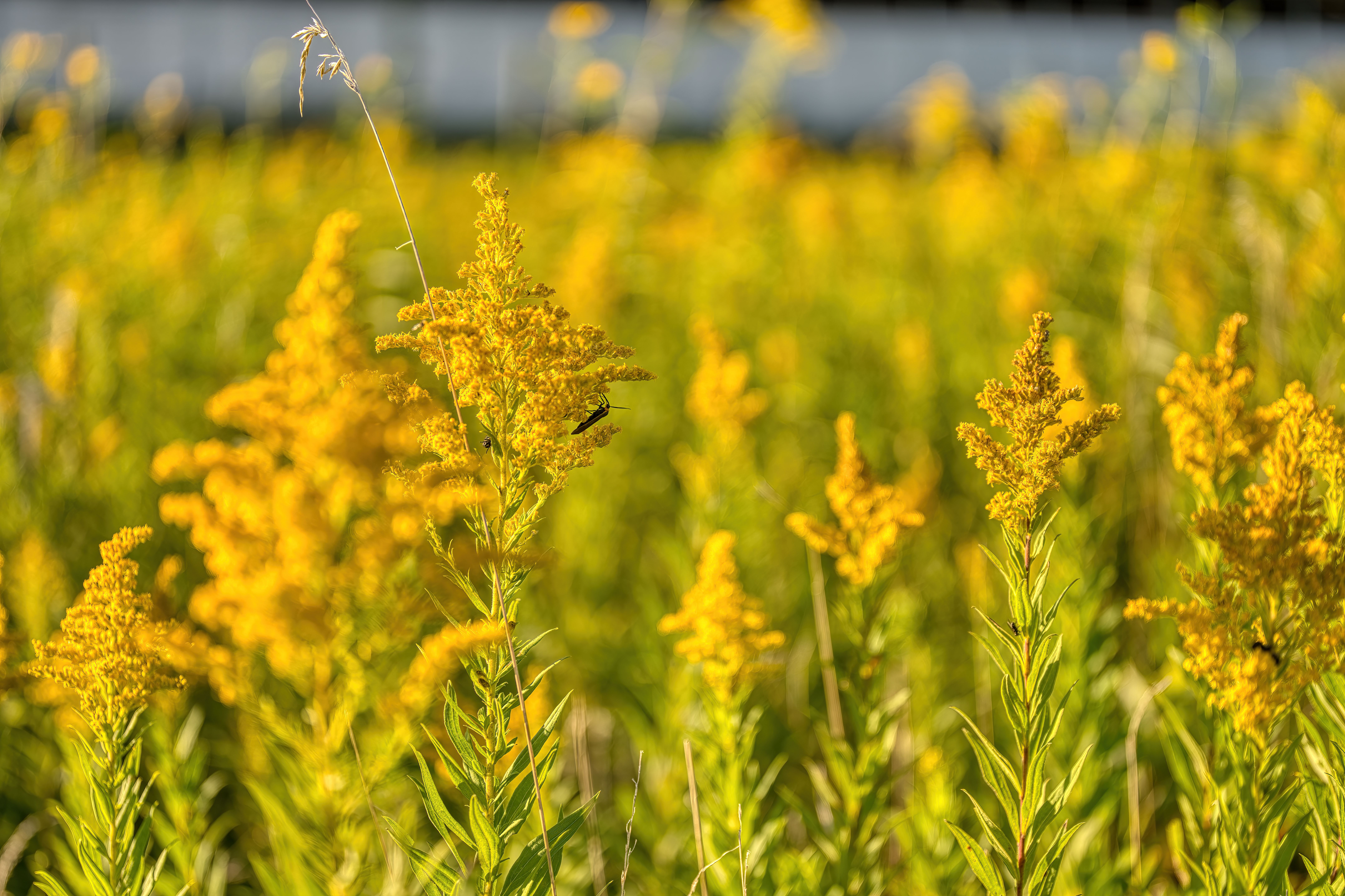 Close-Up Shot of Yellow Flowers in Bloom · Free Stock Photo