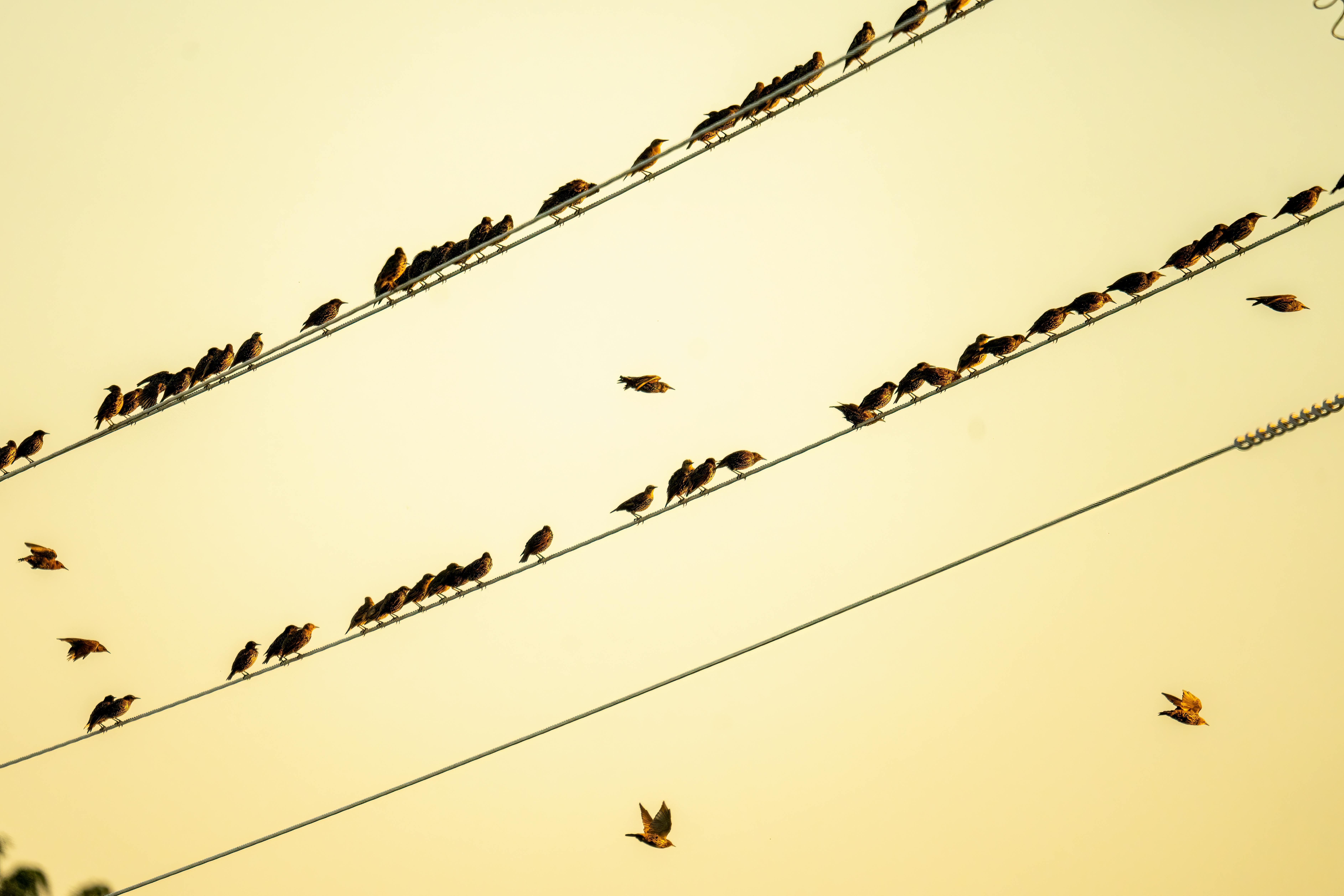 Birds Perched on Wires · Free Stock Photo