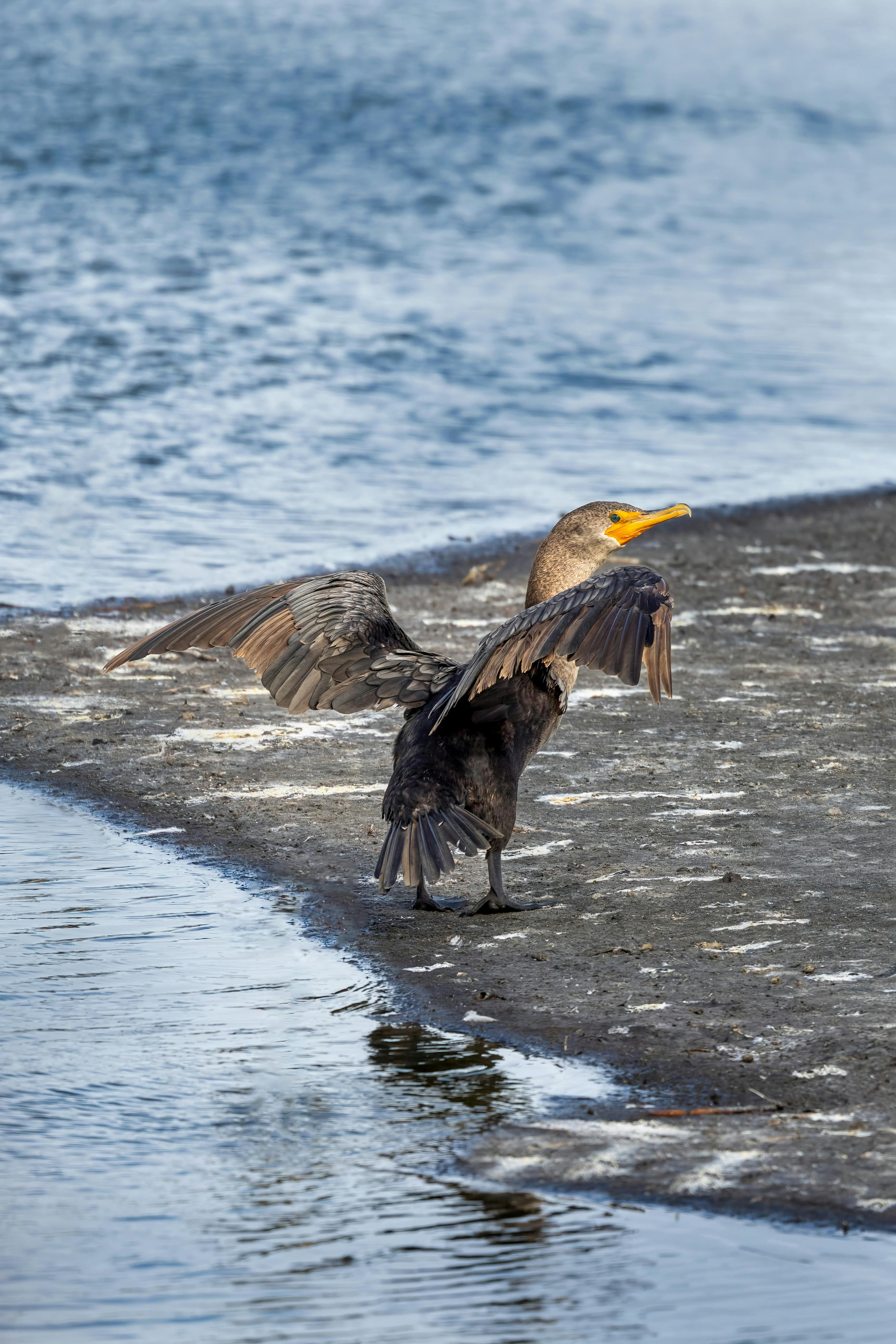 Cormorant Colony on Alcatraz Island · Free Stock Photo