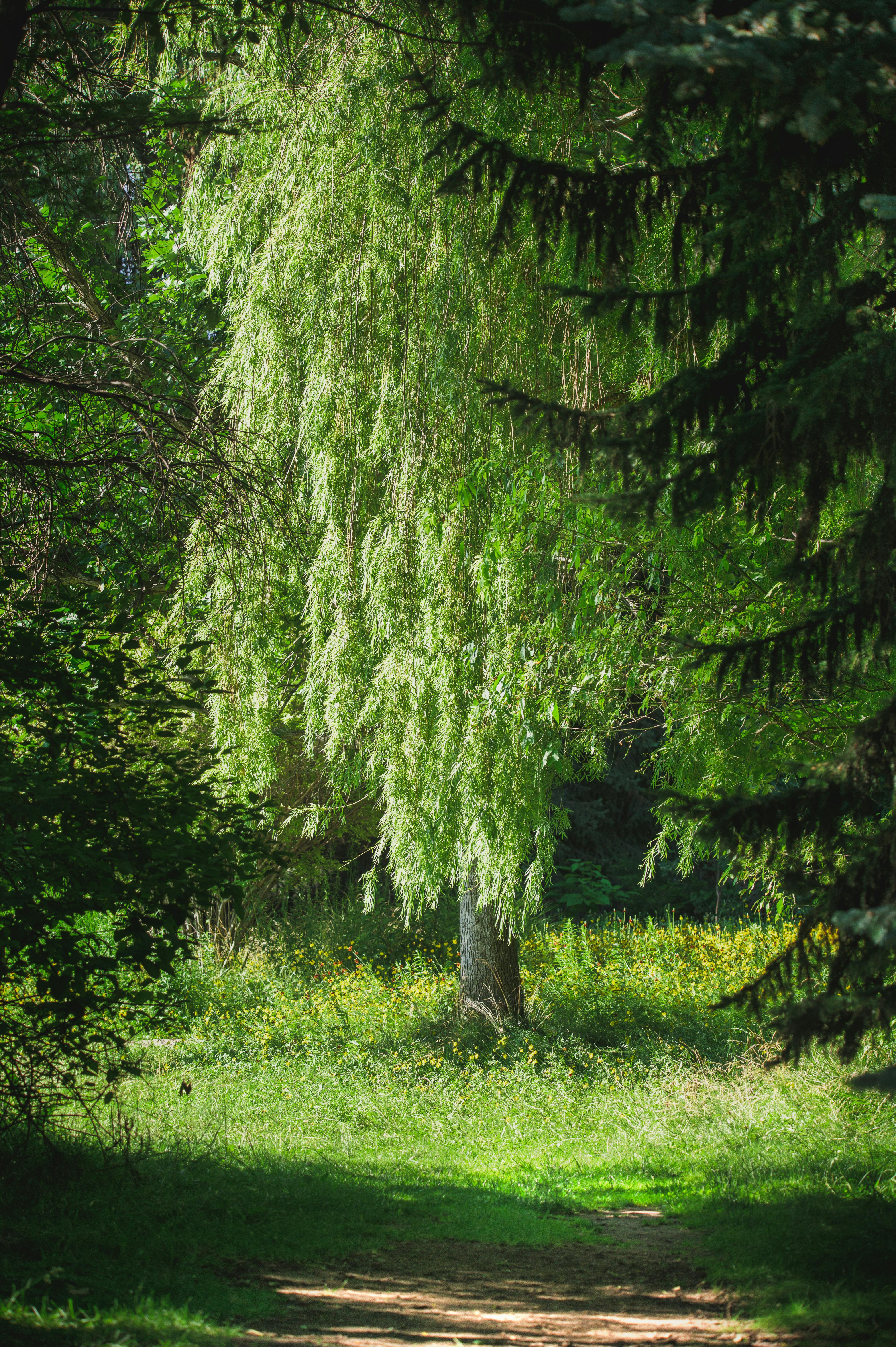 Photo of Green Tree · Free Stock Photo