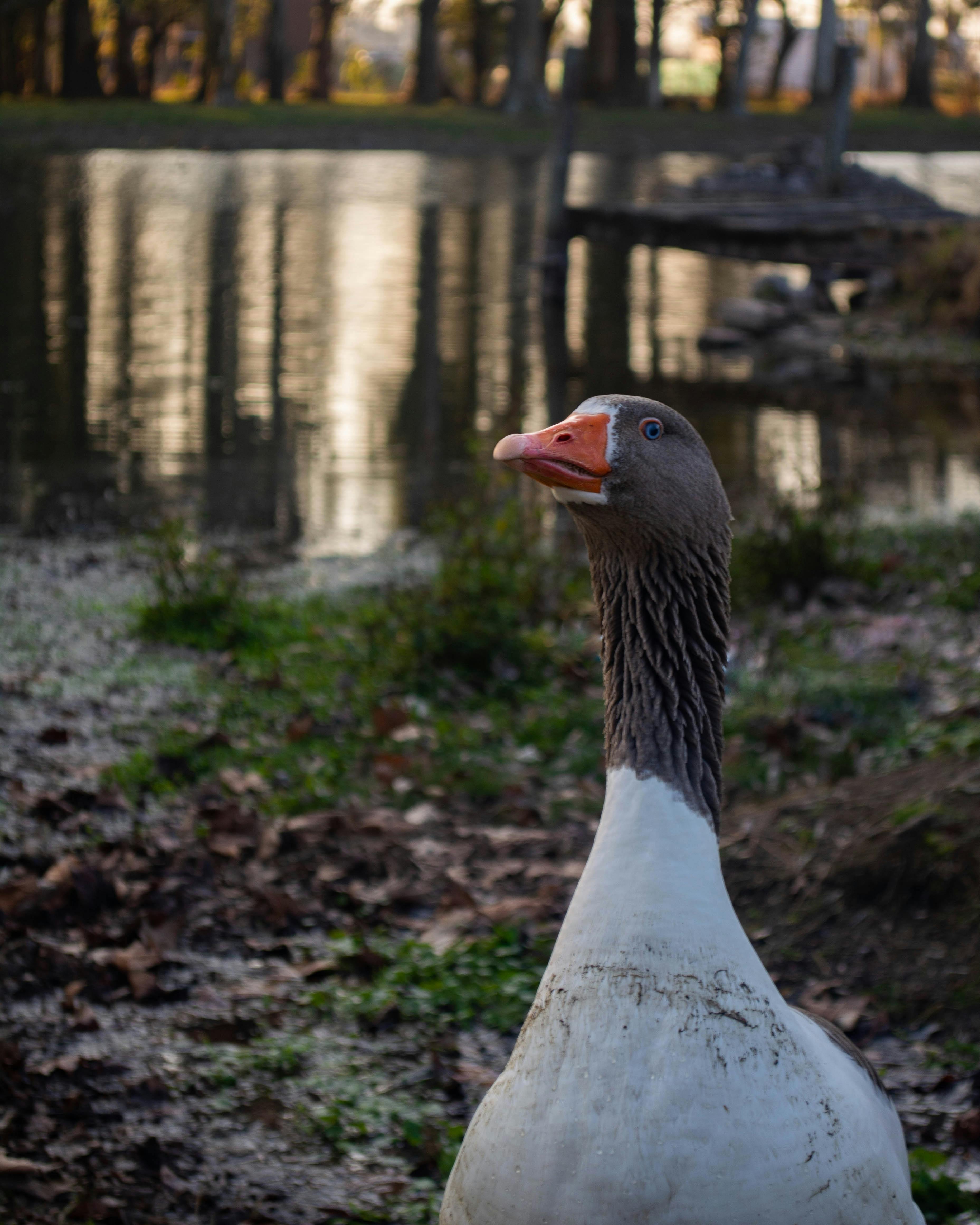 Portrait Photography of Goose · Free Stock Photo