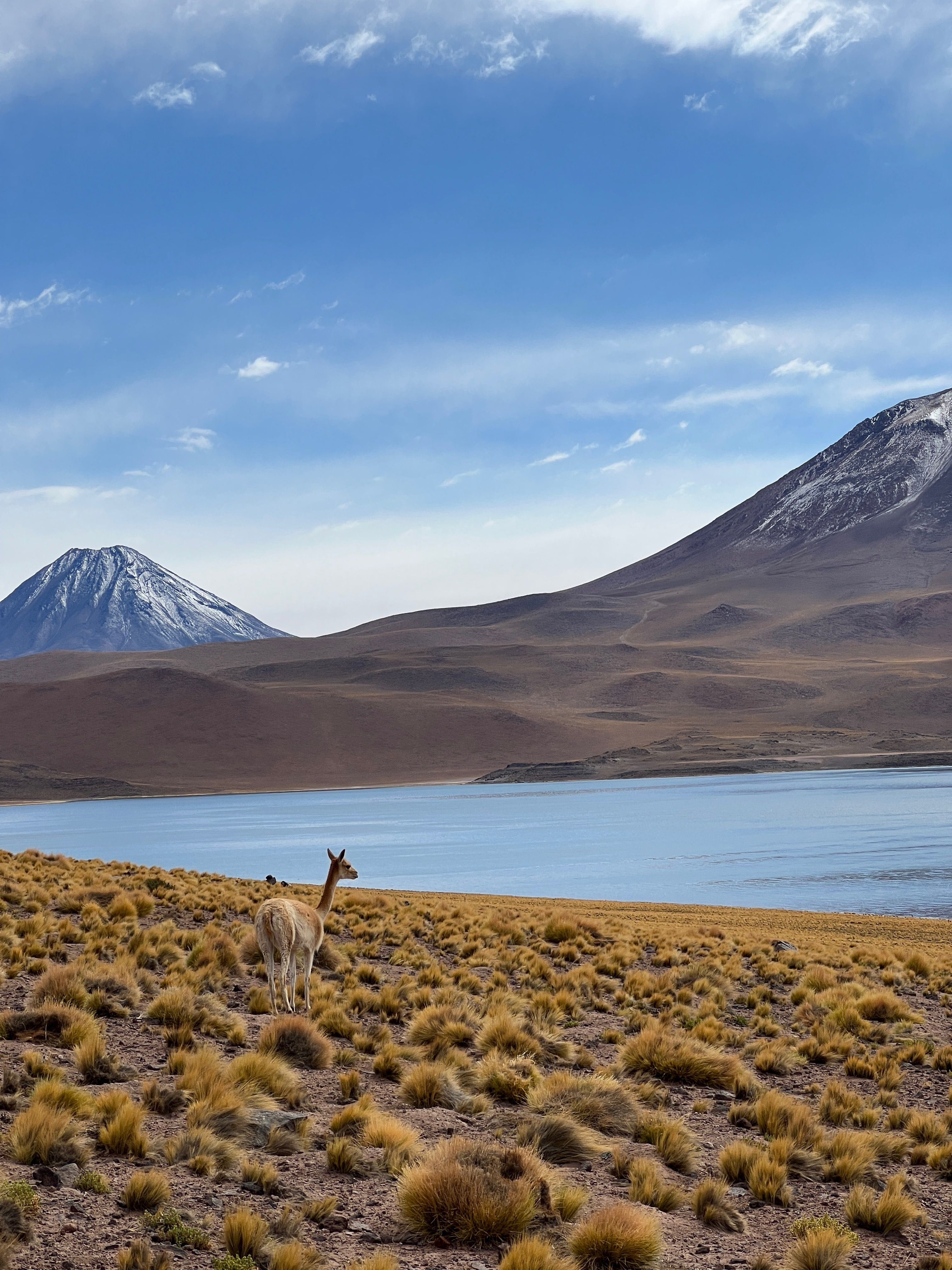 Vicuna Standing by the Lake · Free Stock Photo