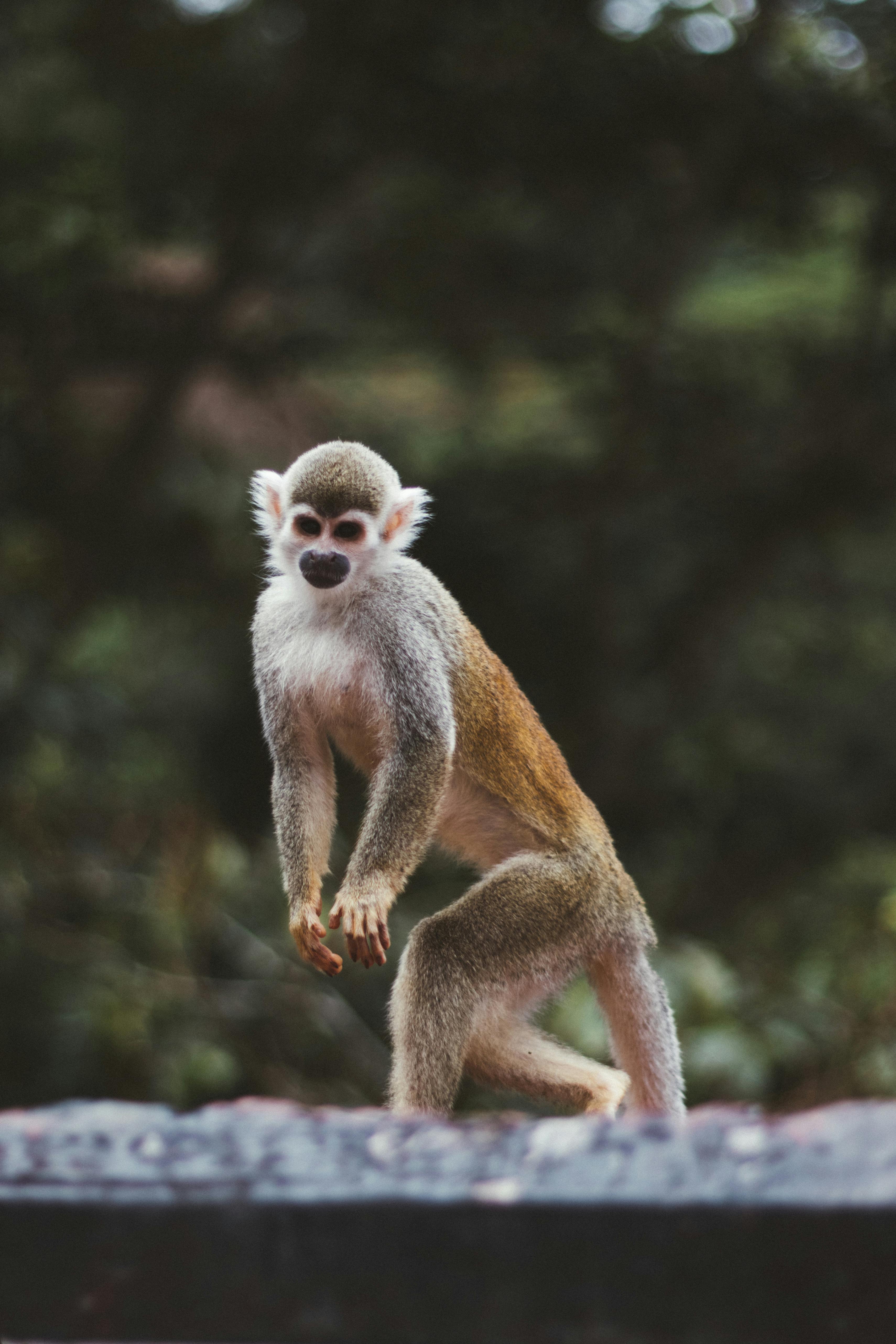 Monkey Touching a Coconut · Free Stock Photo