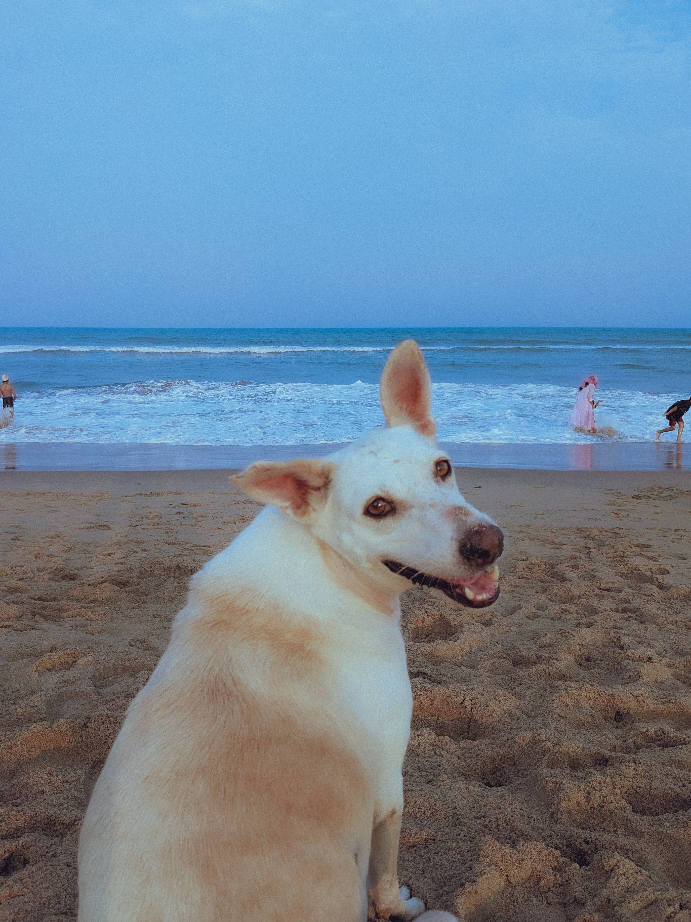 White Short Coat Medium Dog on Beach · Free Stock Photo