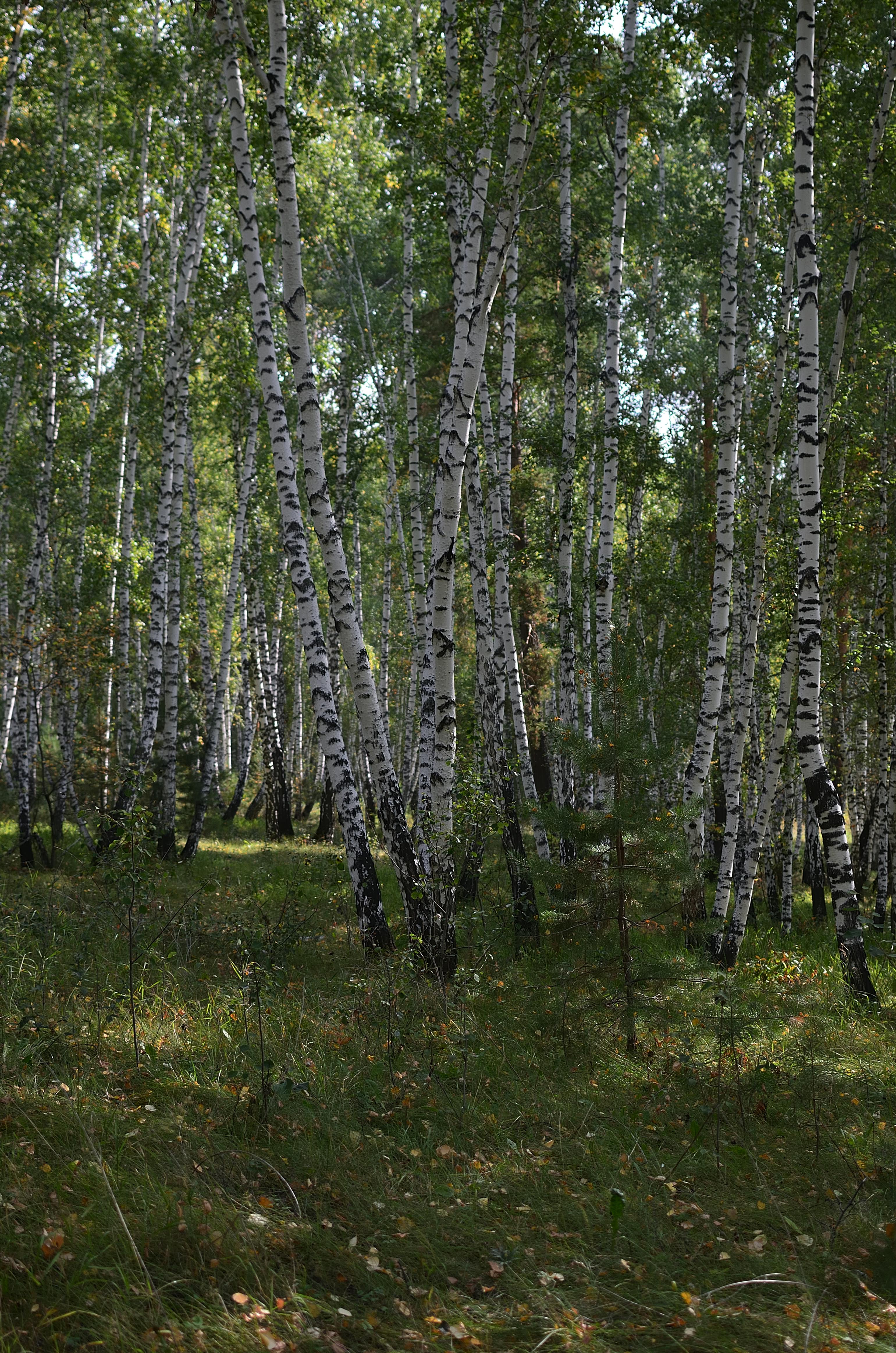 Photo of Birch Trees · Free Stock Photo