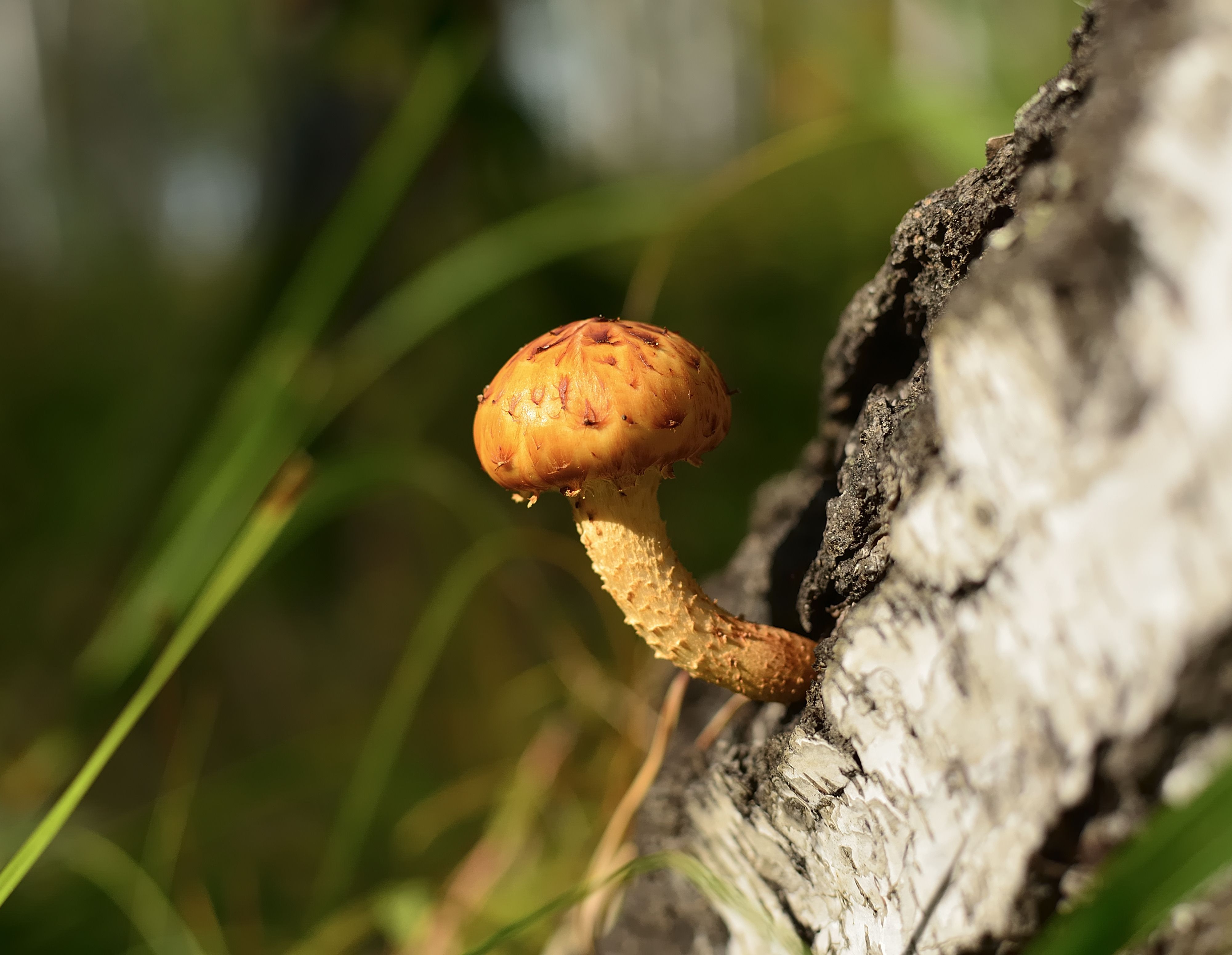 Texture of Mushroom · Free Stock Photo