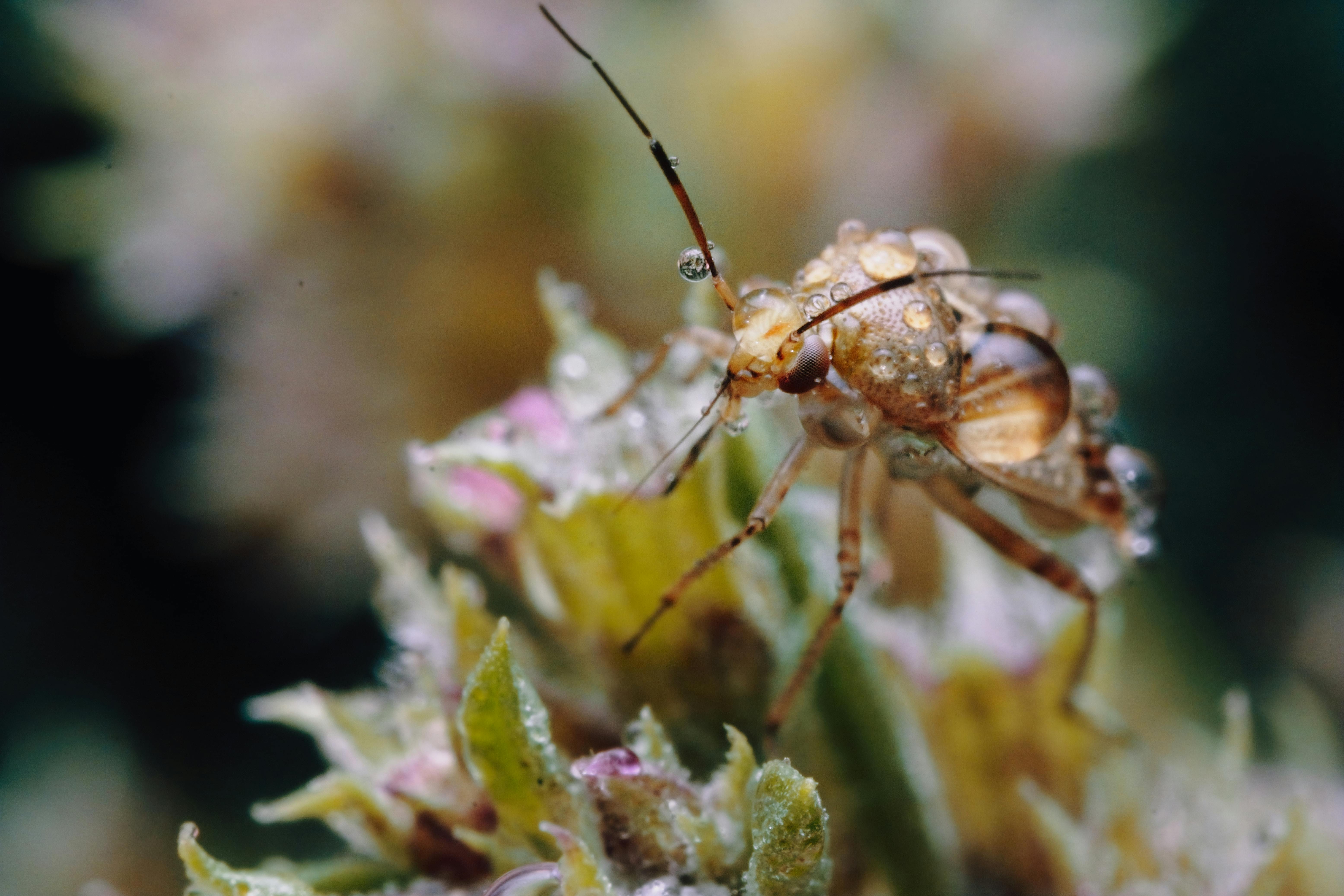 Tarnishes Photos, Download Free Tarnishes Stock Photos & HD Images