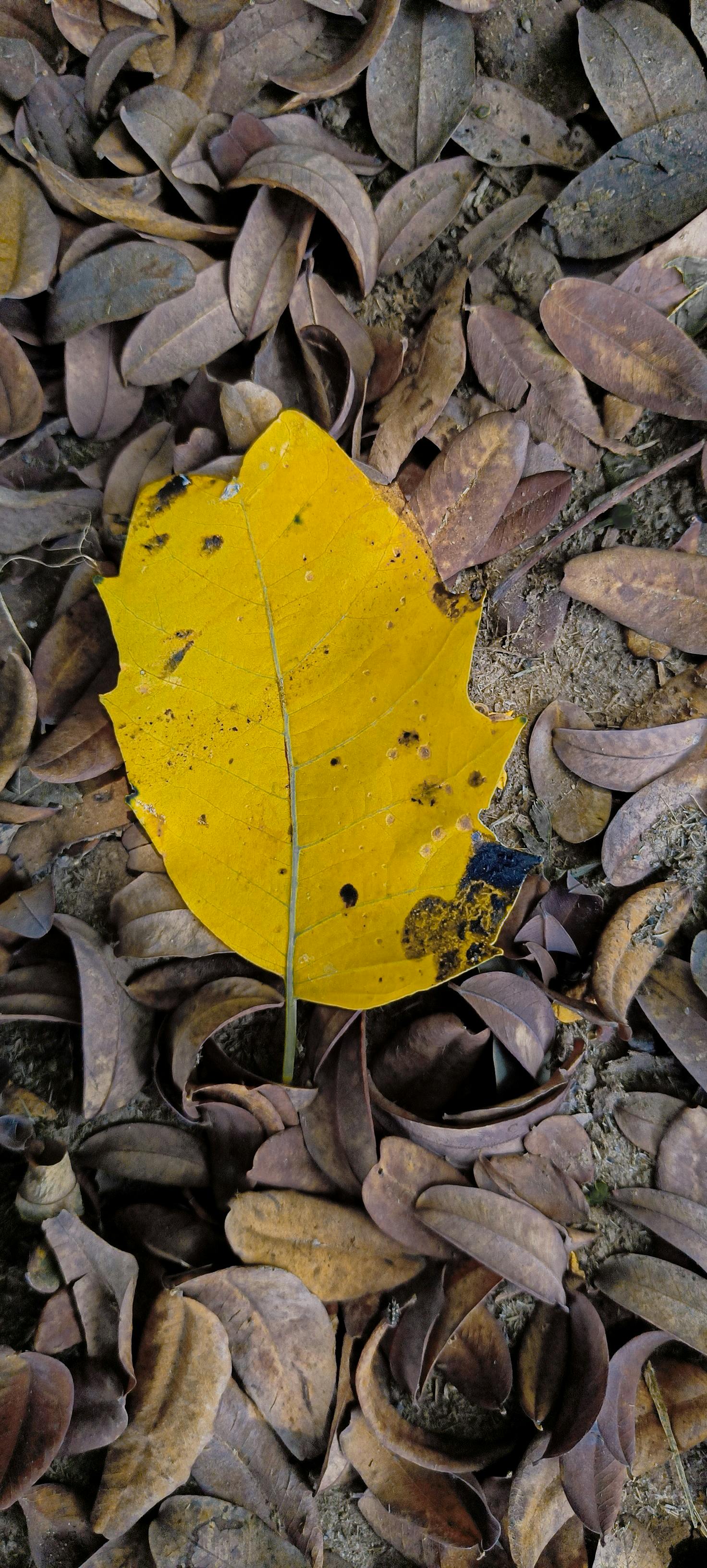 Vrushabh Makwana - Fotografía