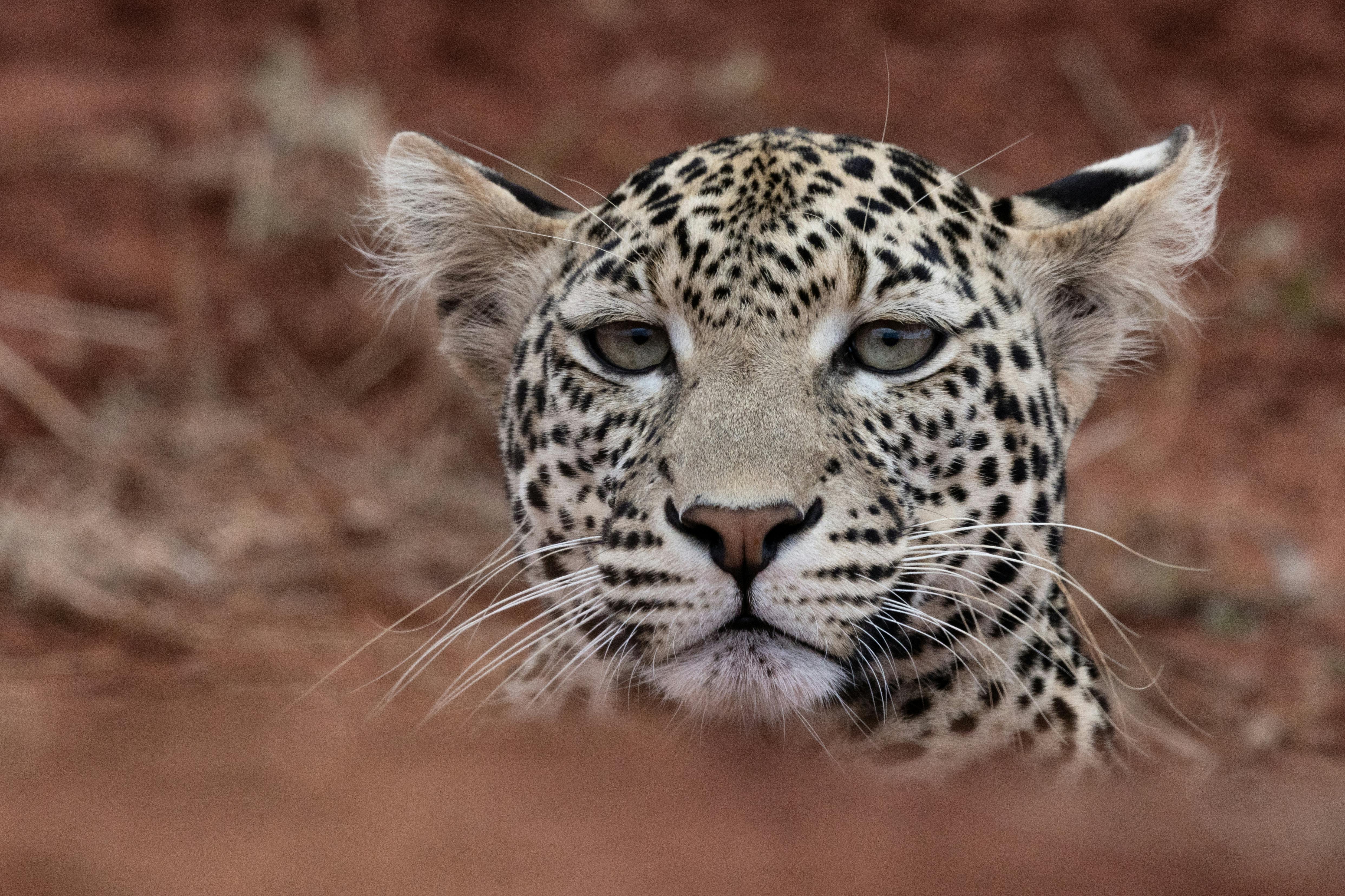Close Up Shot of a Leopard · Free Stock Photo