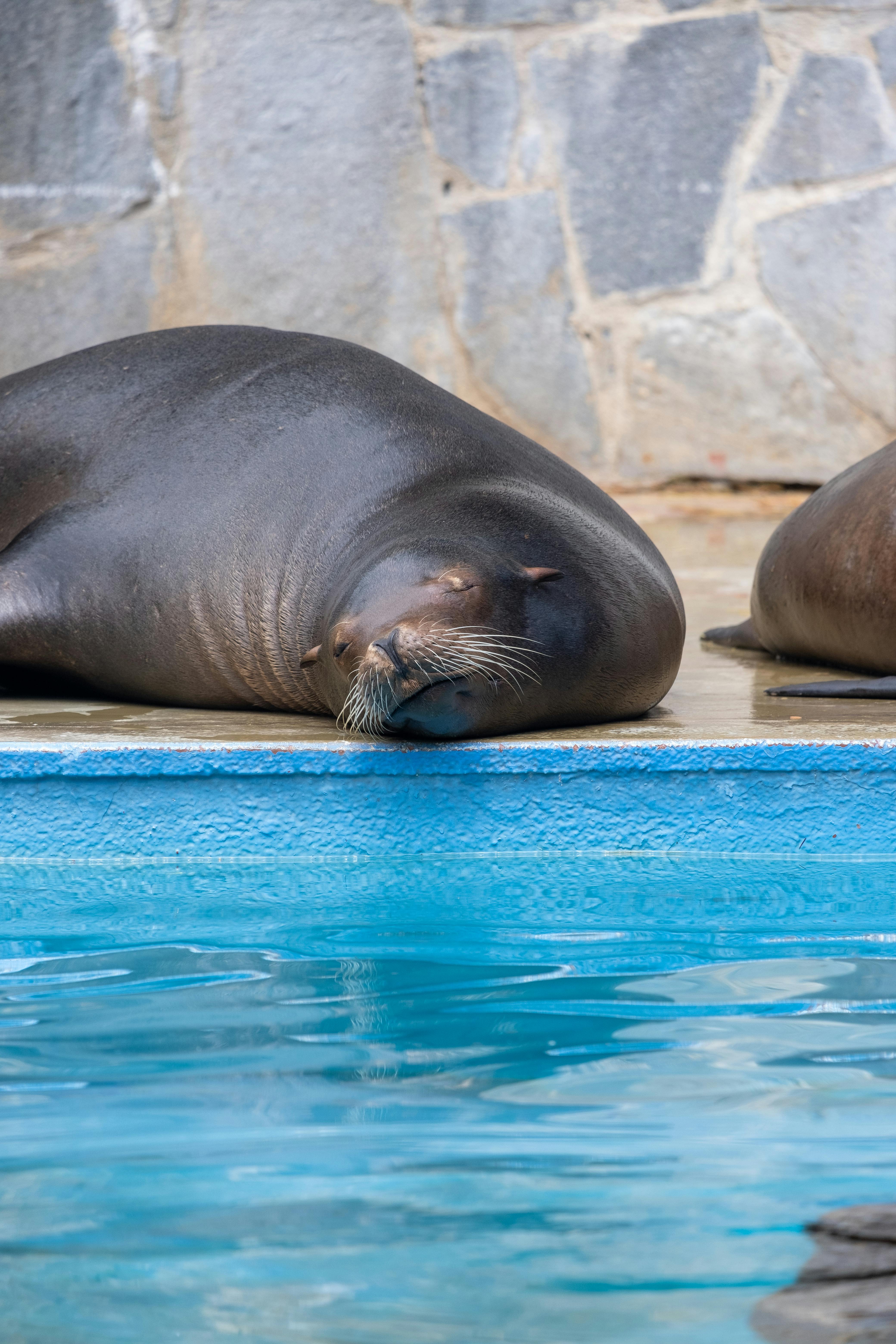 Sea Lion Sleeping on the Ground Near Swimming Pool · Free Stock Photo