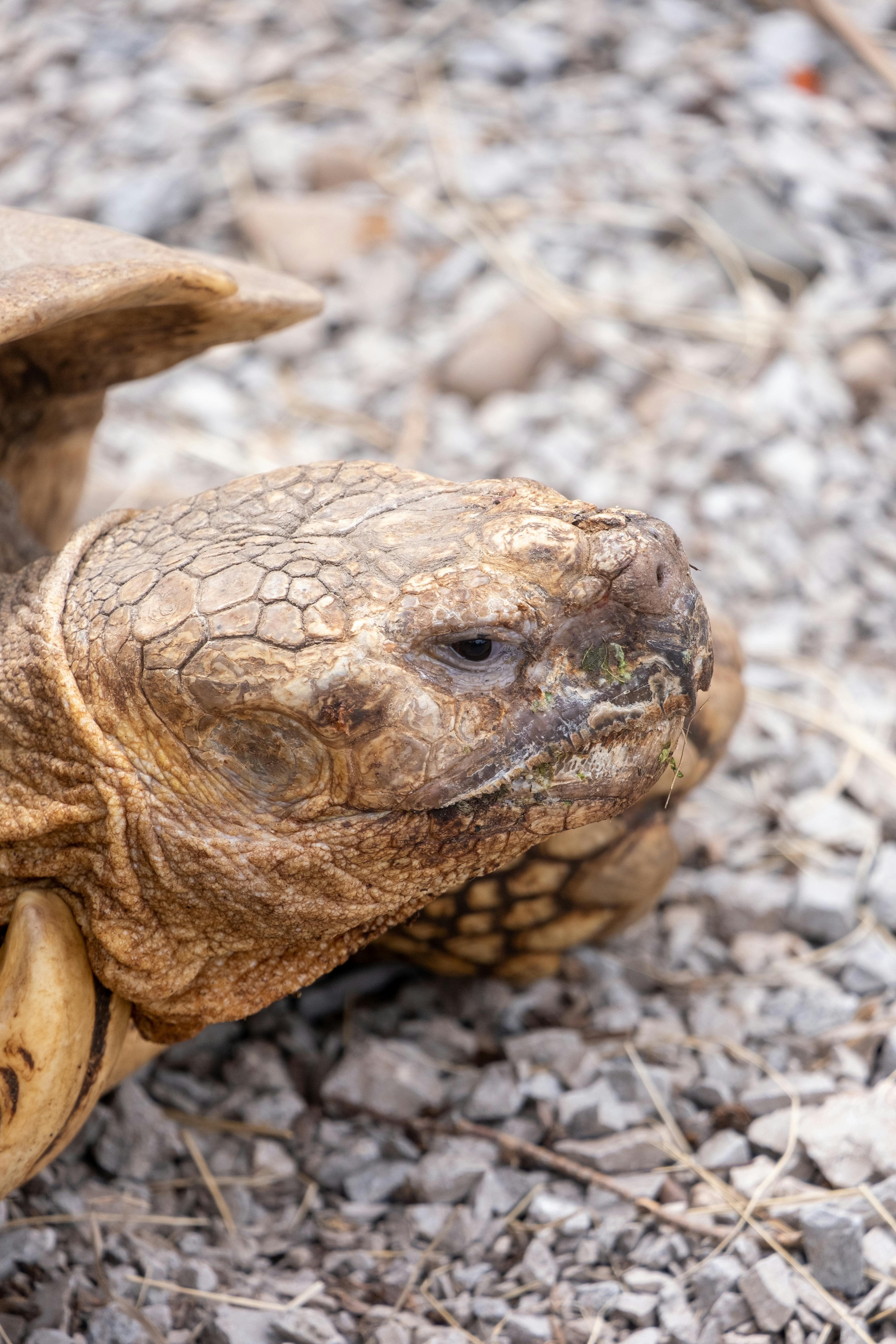 African Spurred Tortoise in Close-up Photography · Free Stock Photo
