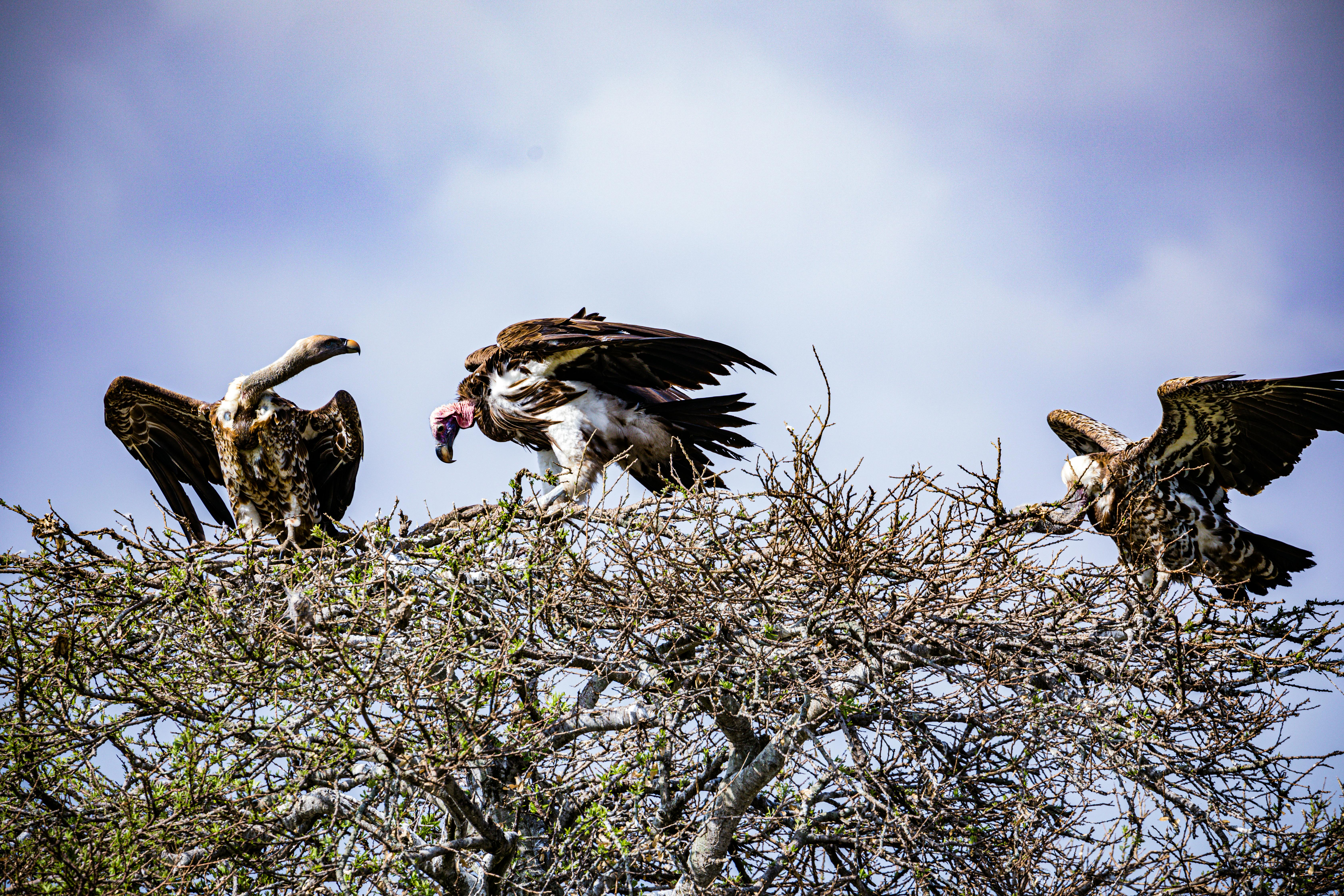 Photo of Three Vultures on a Dry Tree · Free Stock Photo