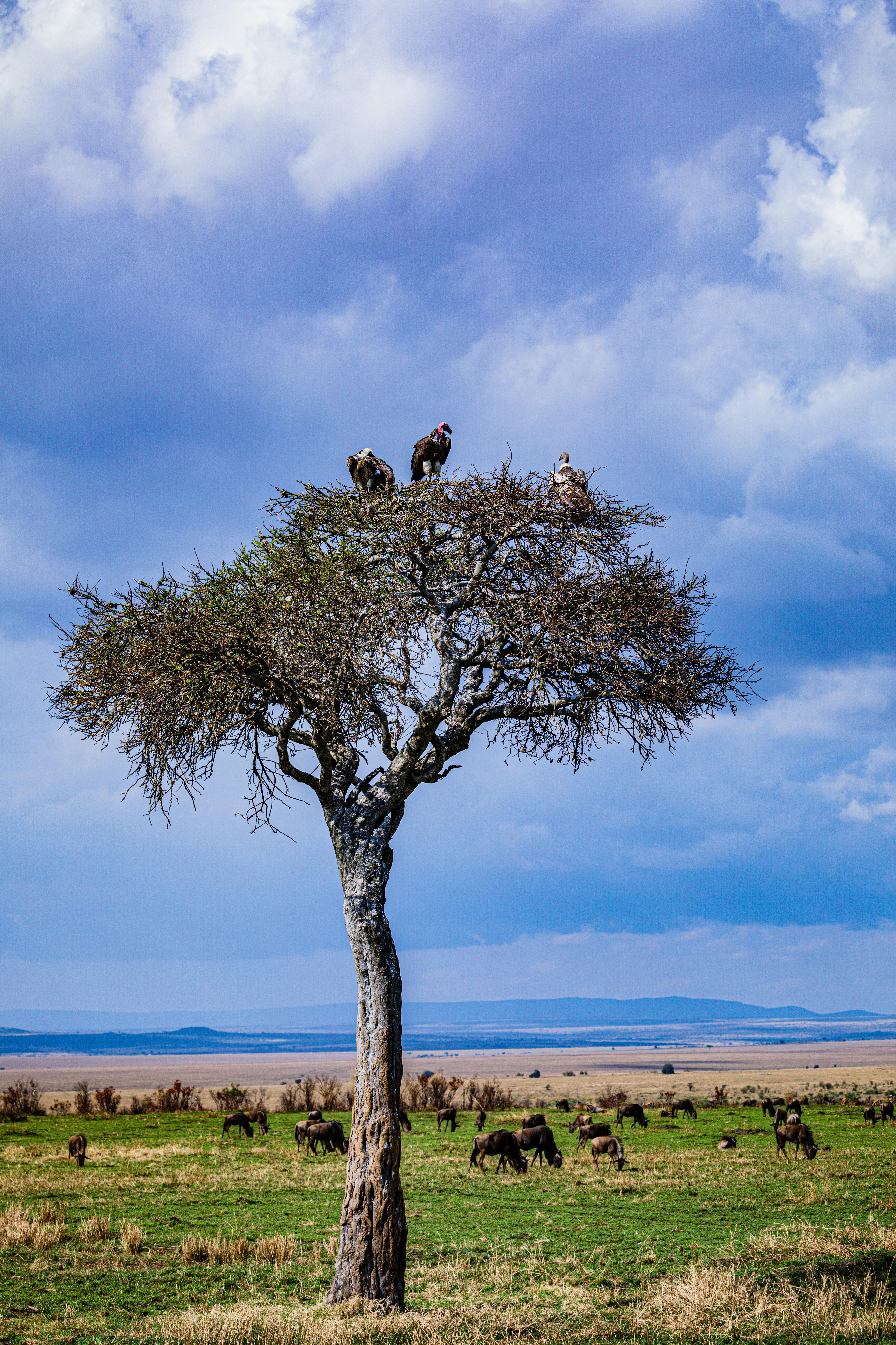 Vultures In Sky Photos, Download The BEST Free Vultures In Sky Stock ...