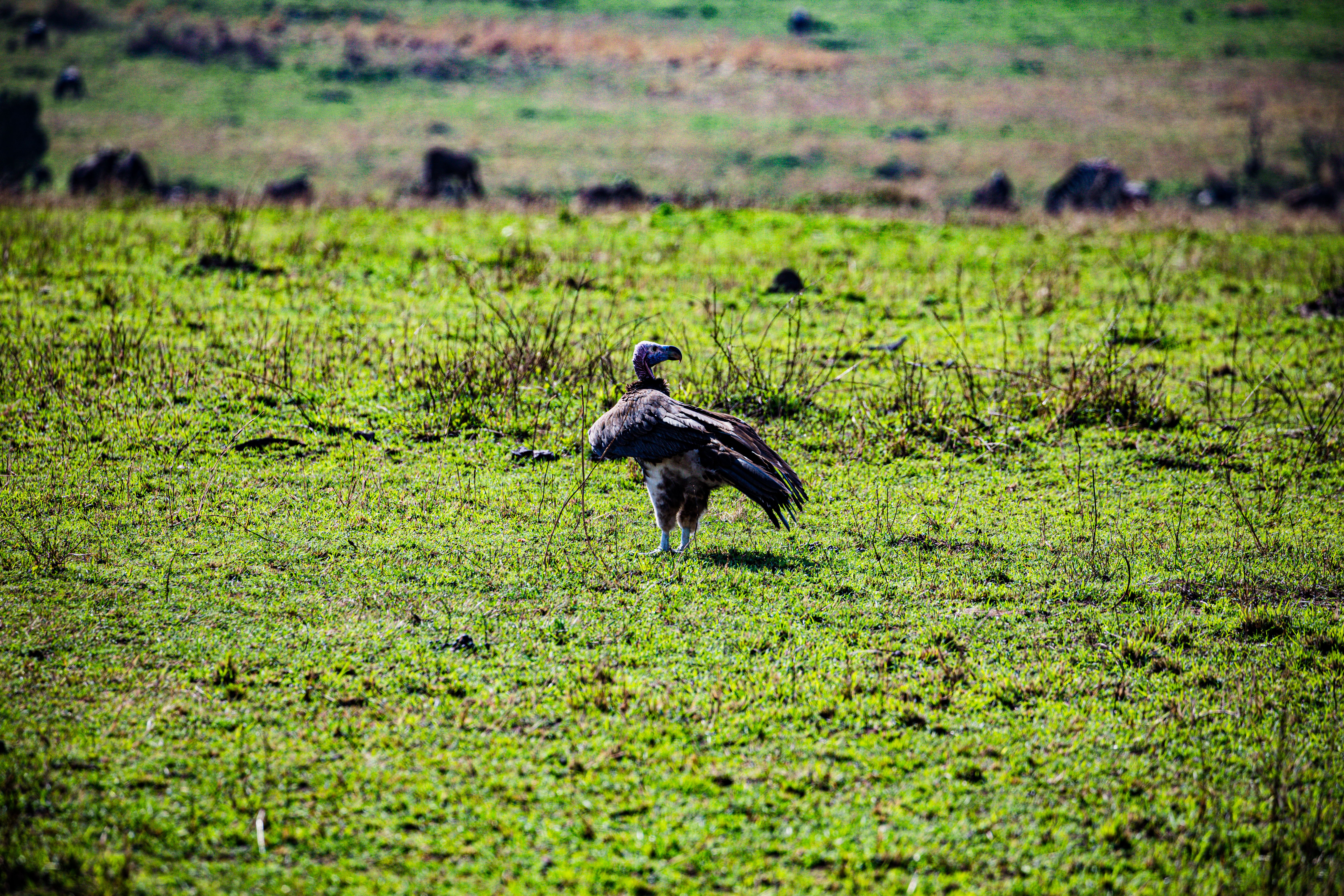 A Vulture Perched on Green Field · Free Stock Photo