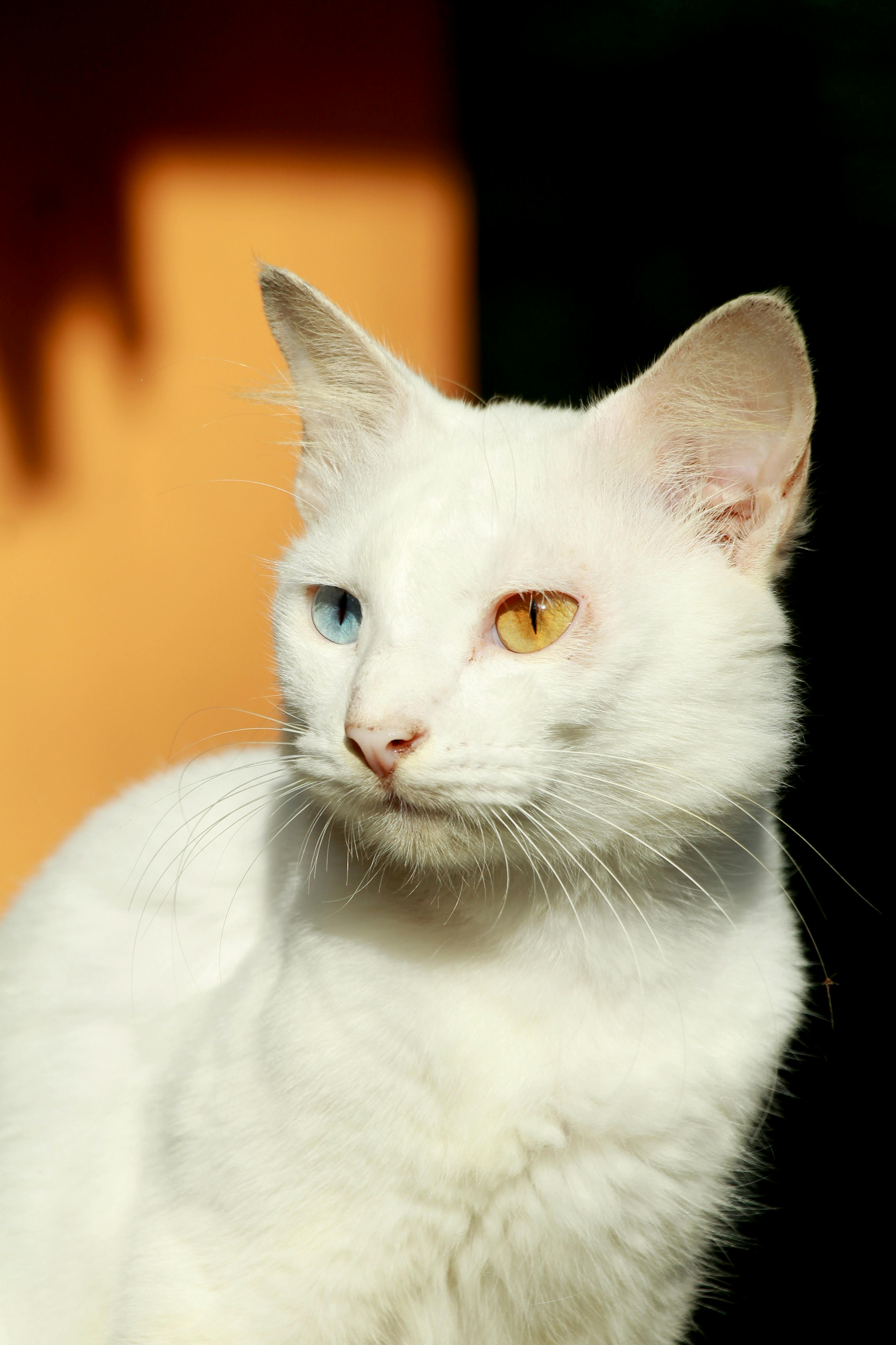 A White Cat with Unique Eyes · Free Stock Photo