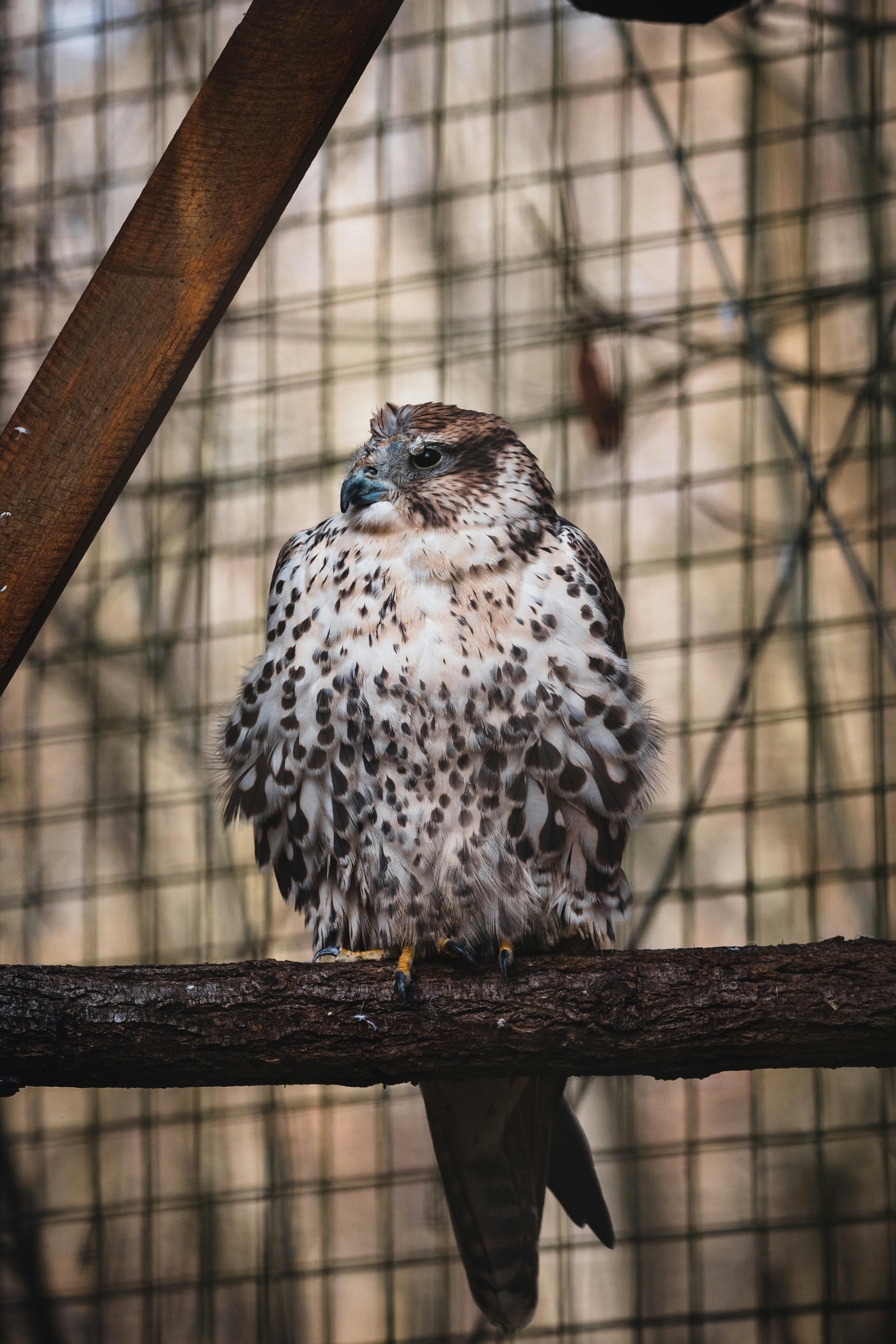 Saker Falcon Photos, Download The BEST Free Saker Falcon Stock Photos ...
