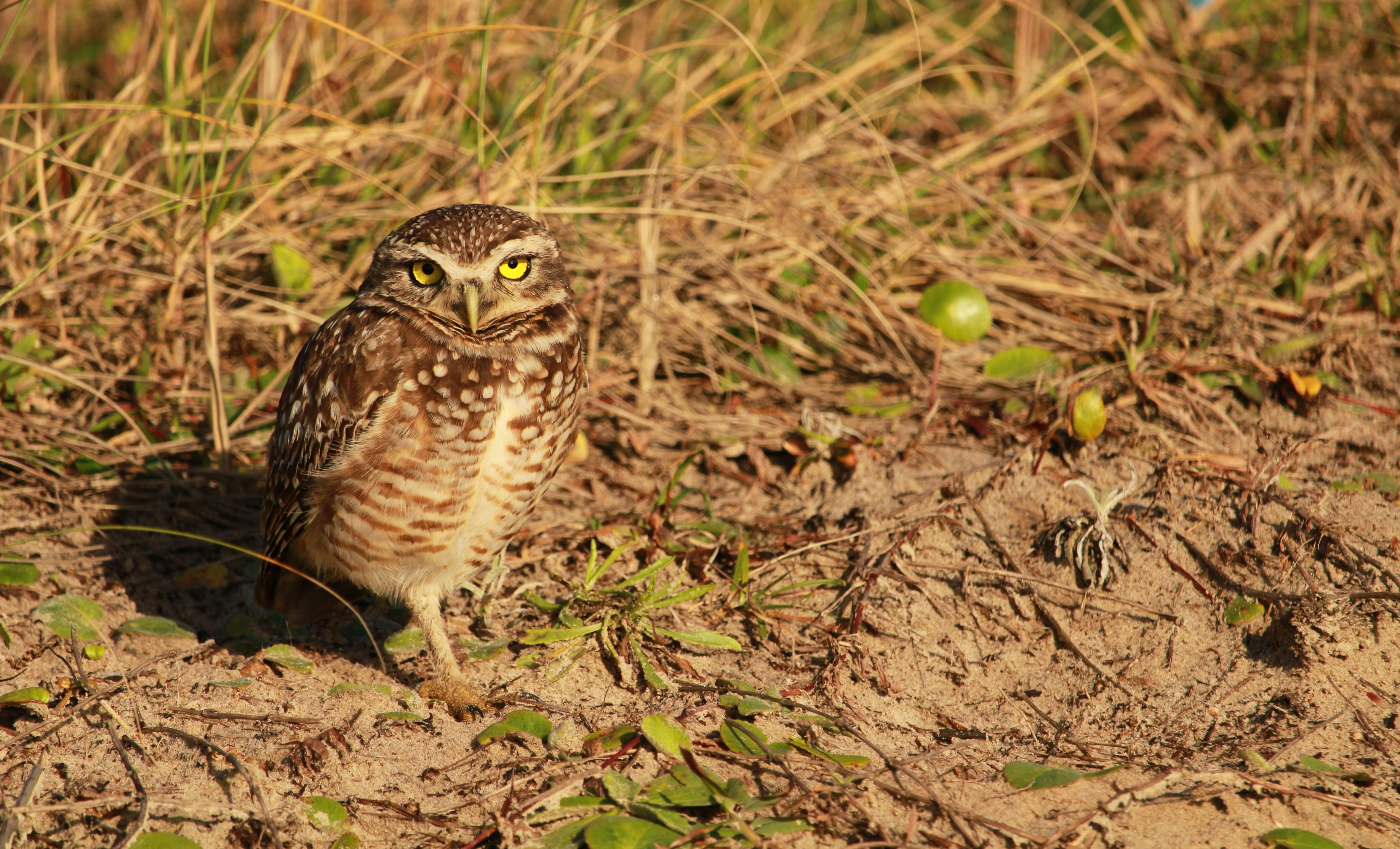 Brown Bird on the grass · Free Stock Photo