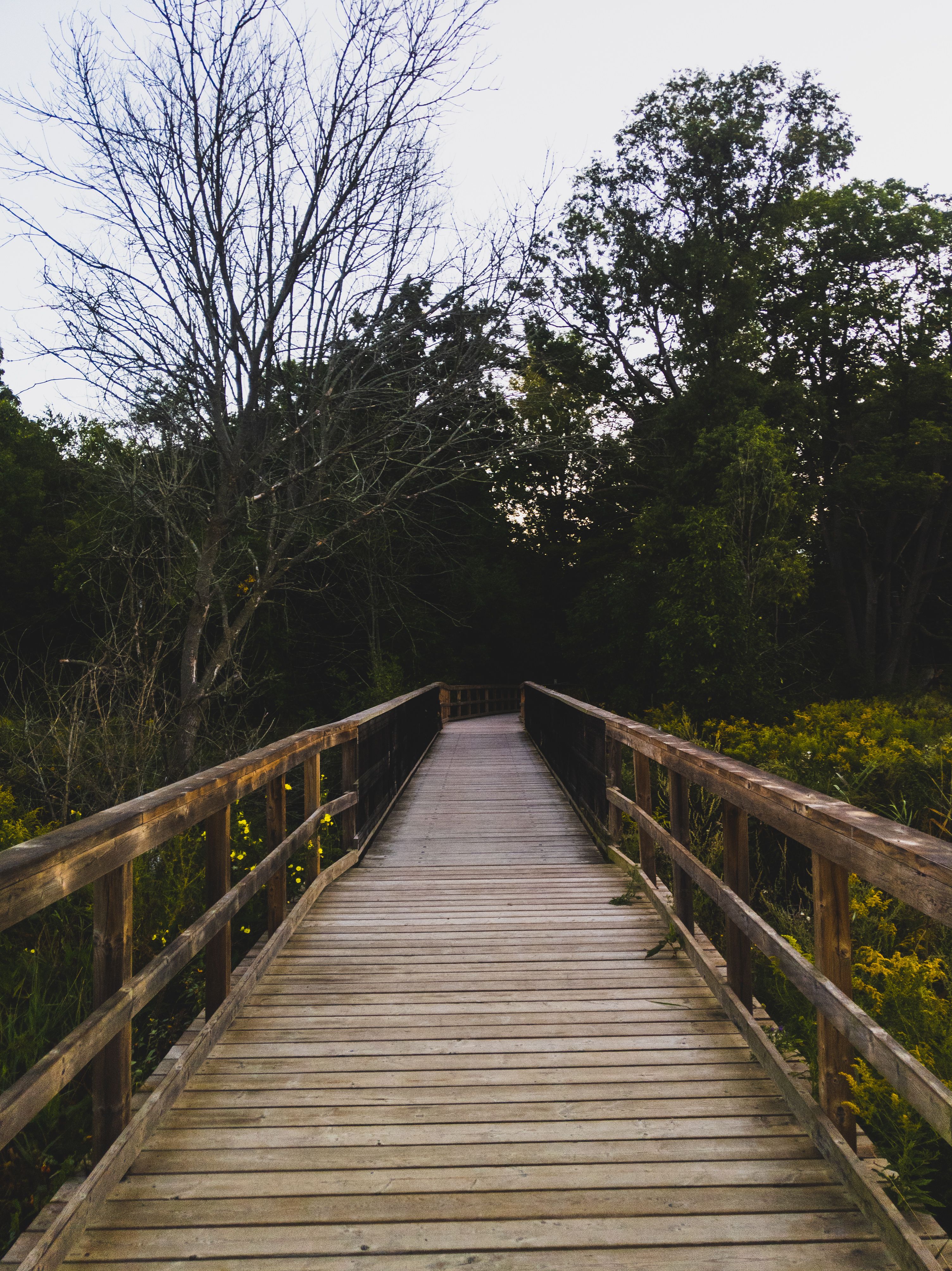 Wooden Bridge Surrounded by Green Trees · Free Stock Photo