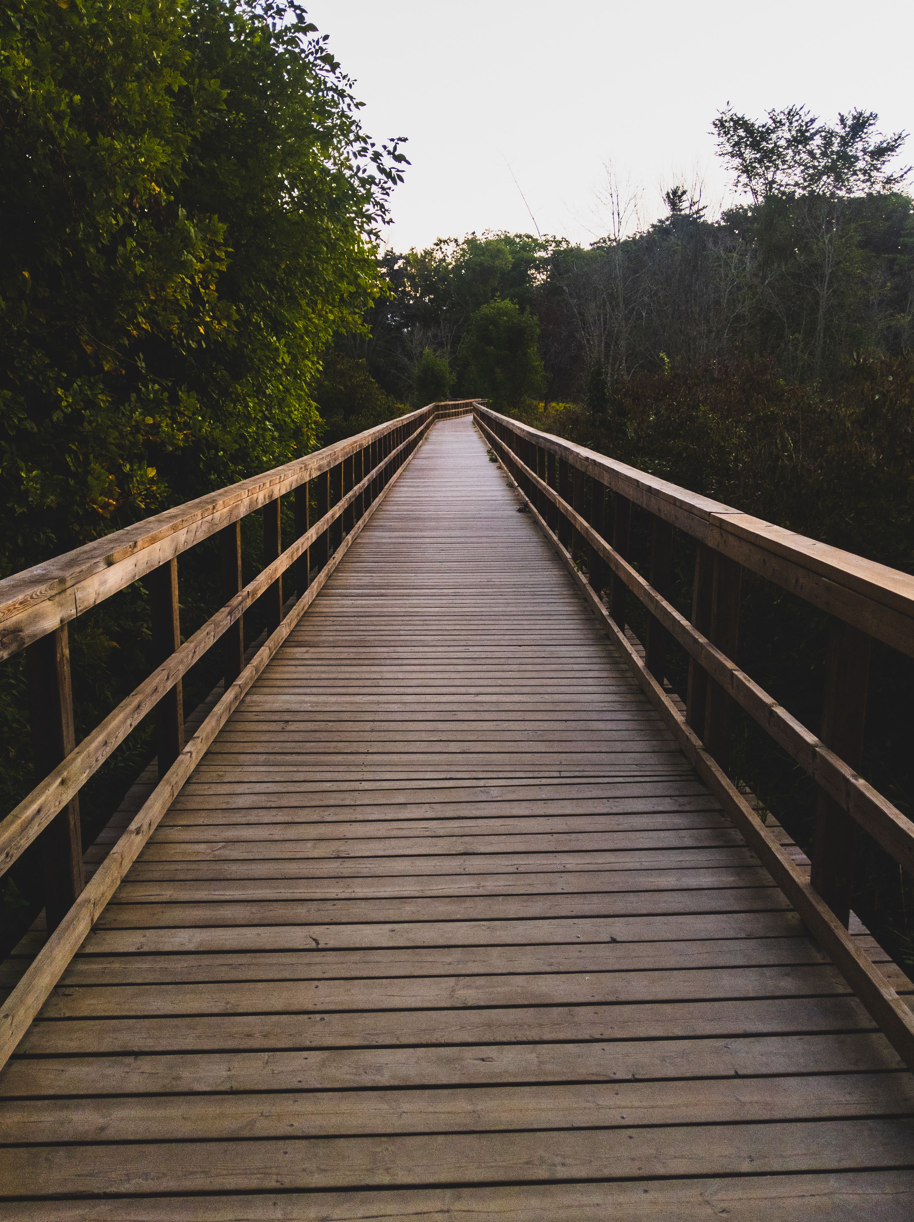 A Brown Wooden Bridge in Between Green Trees · Free Stock Photo