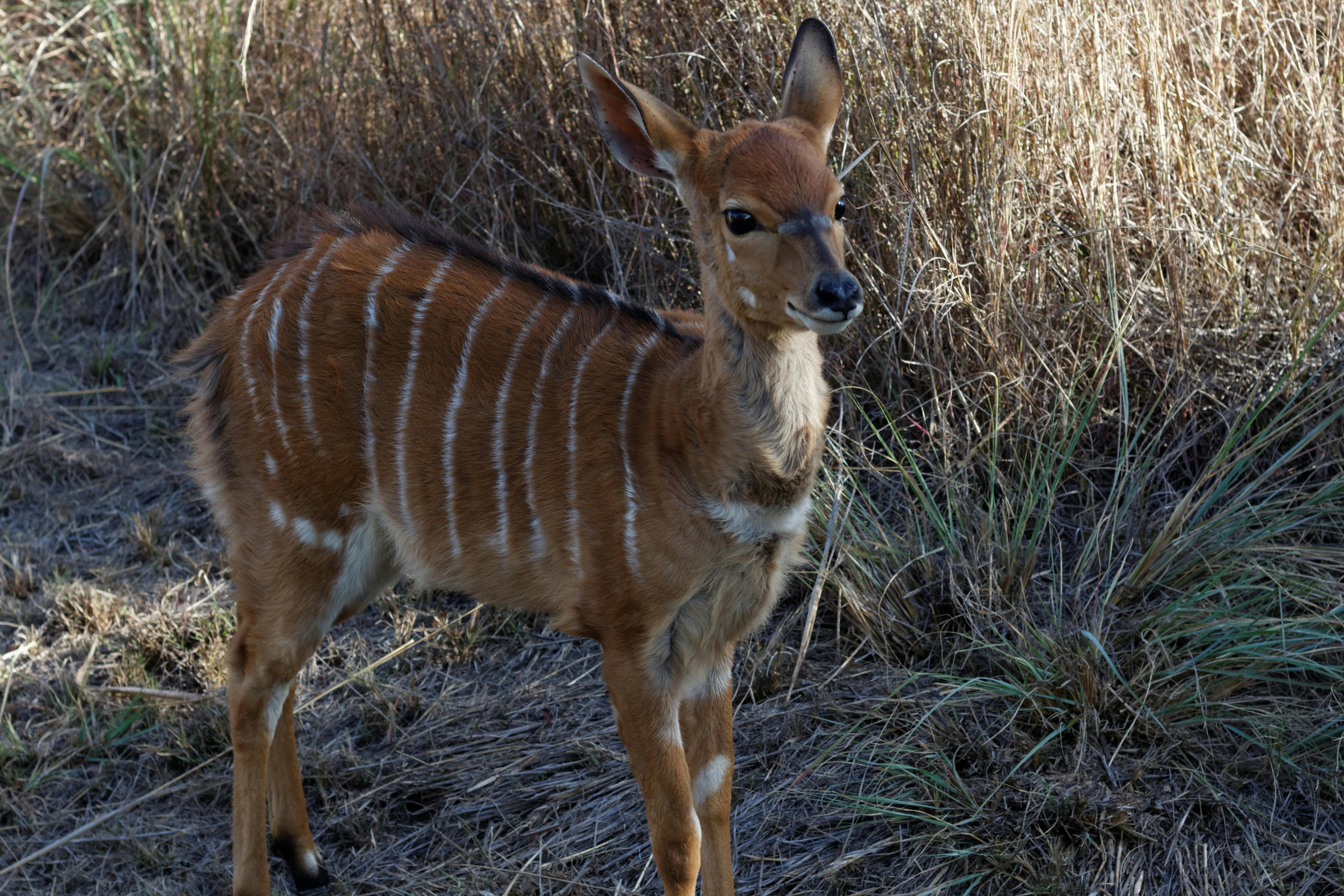 Brown Antelope in Close Up Shot · Free Stock Photo