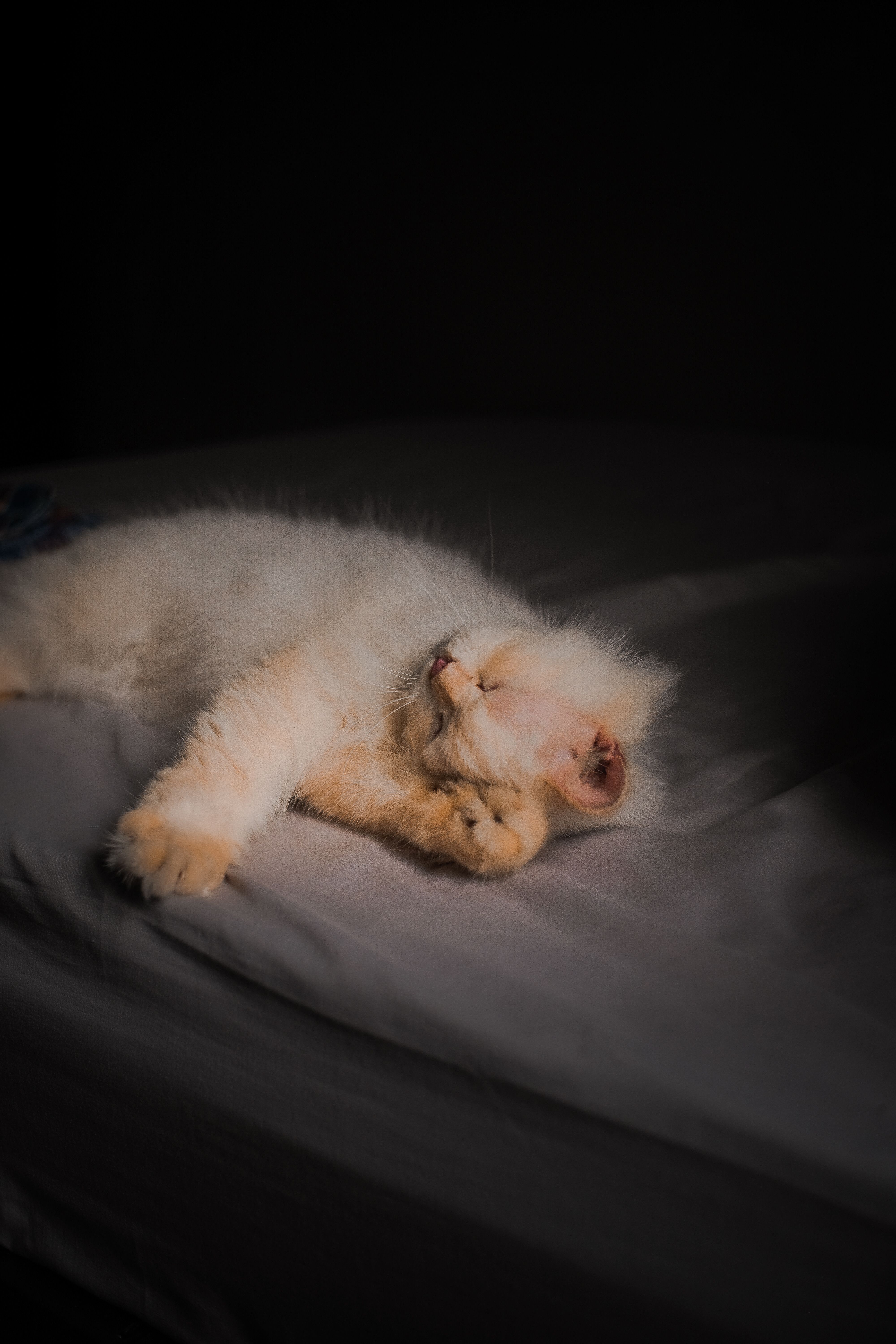 Close Up Photo of Cat Sleeping · Free Stock Photo
