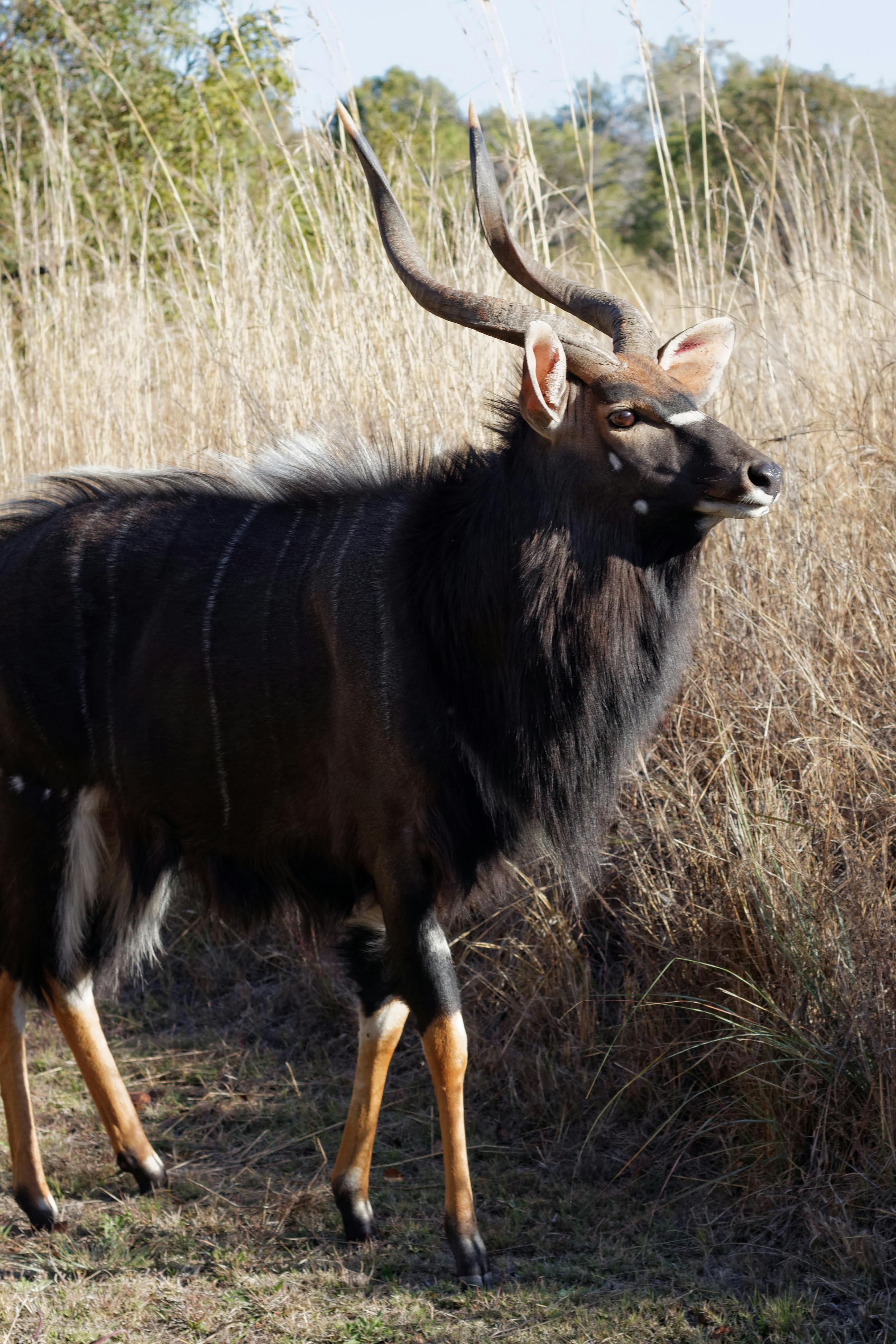 Nyala Photos, Download The BEST Free Nyala Stock Photos & HD Images